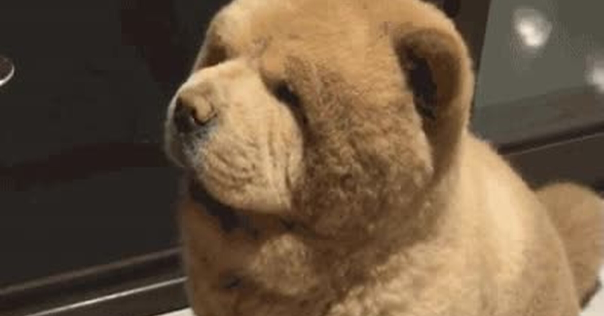 ¡Vaya GIF! / Este perro es tan adorable que parece un oso de peluche