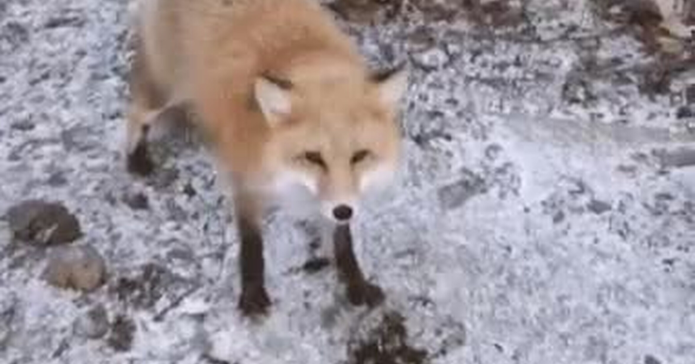 ¡Vaya GIF! / Un zorro salvaje que solo quiere jugar