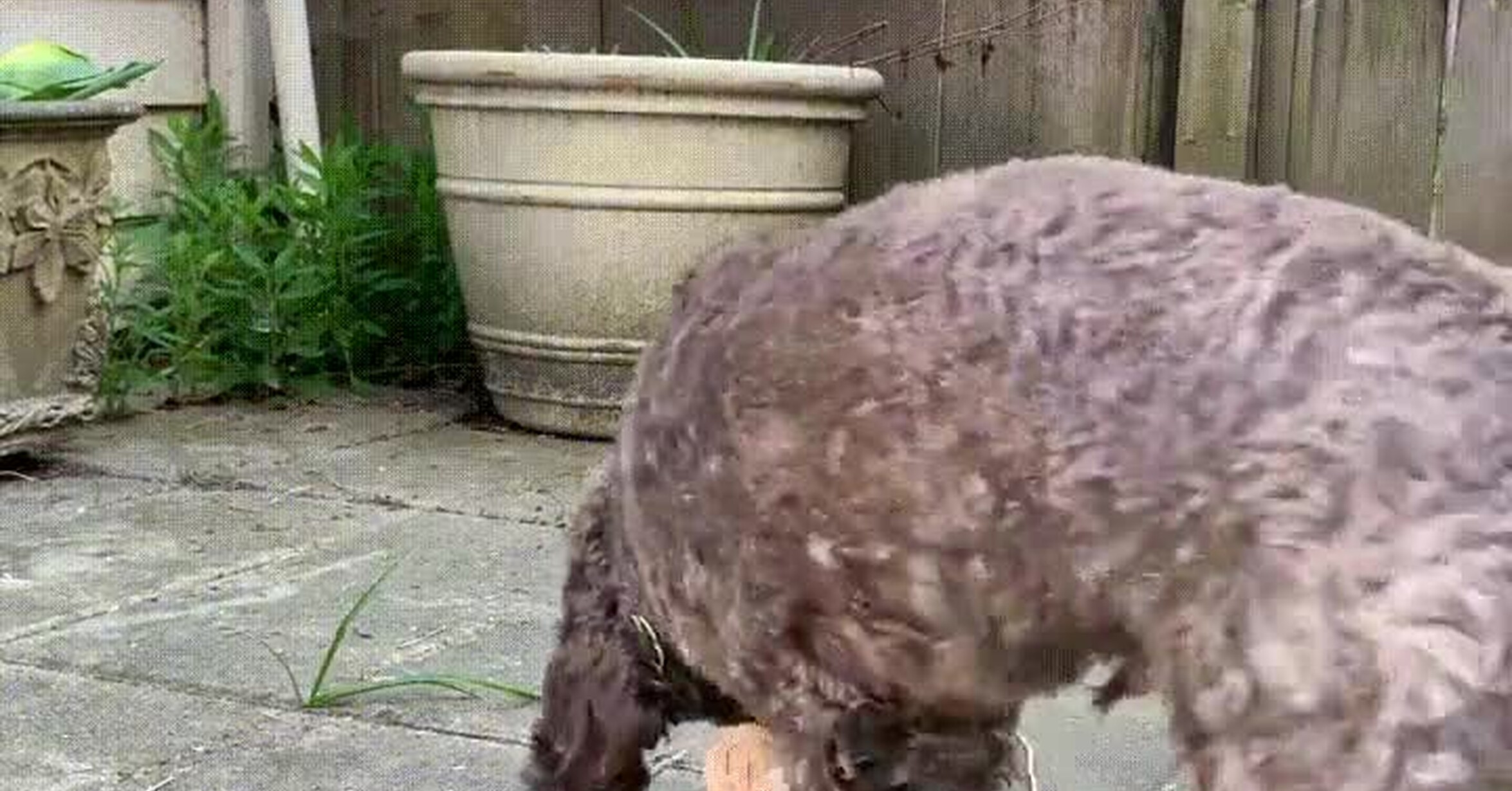 ¡Vaya GIF! / Un perro jugando a Jenga