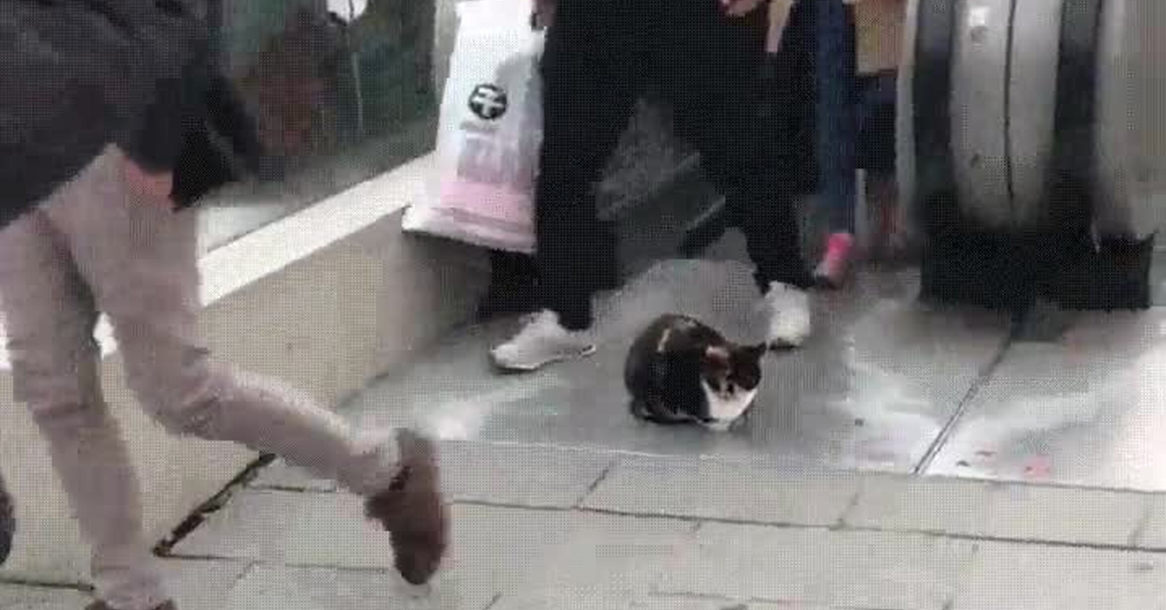 ¡Vaya GIF! / El gato más troll del mundo