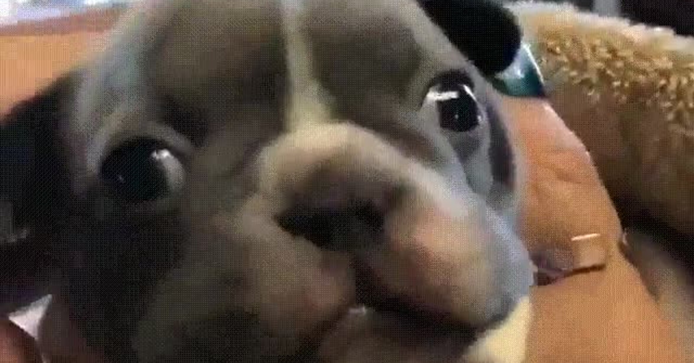 ¡Vaya GIF! / El perrito más adorable que verás en todo el día