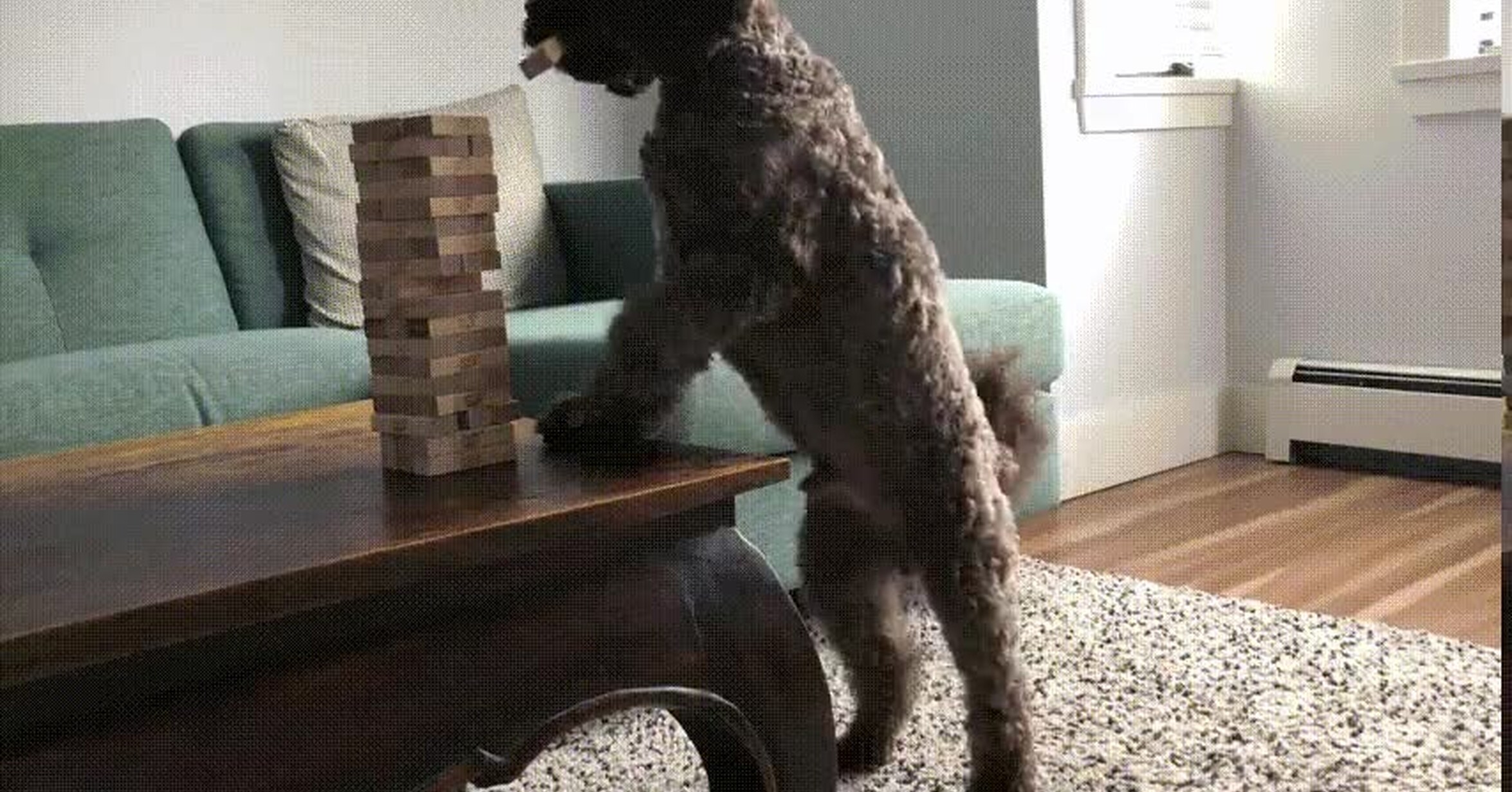 ¡Vaya GIF! / Un perro que ha aprendido a jugar a Jenga