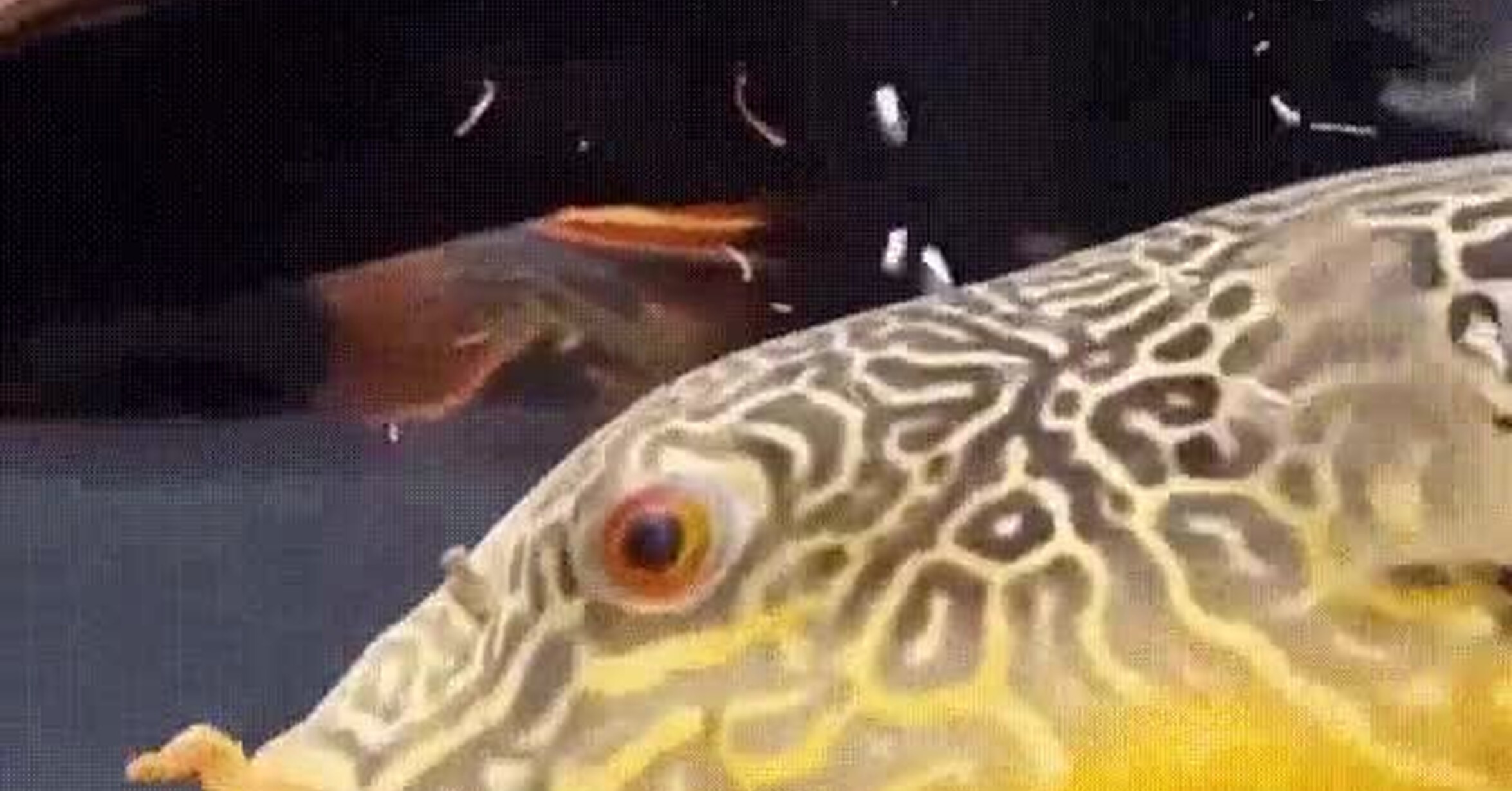 ¡Vaya GIF! / Da mal rollo ver cómo se lo come
