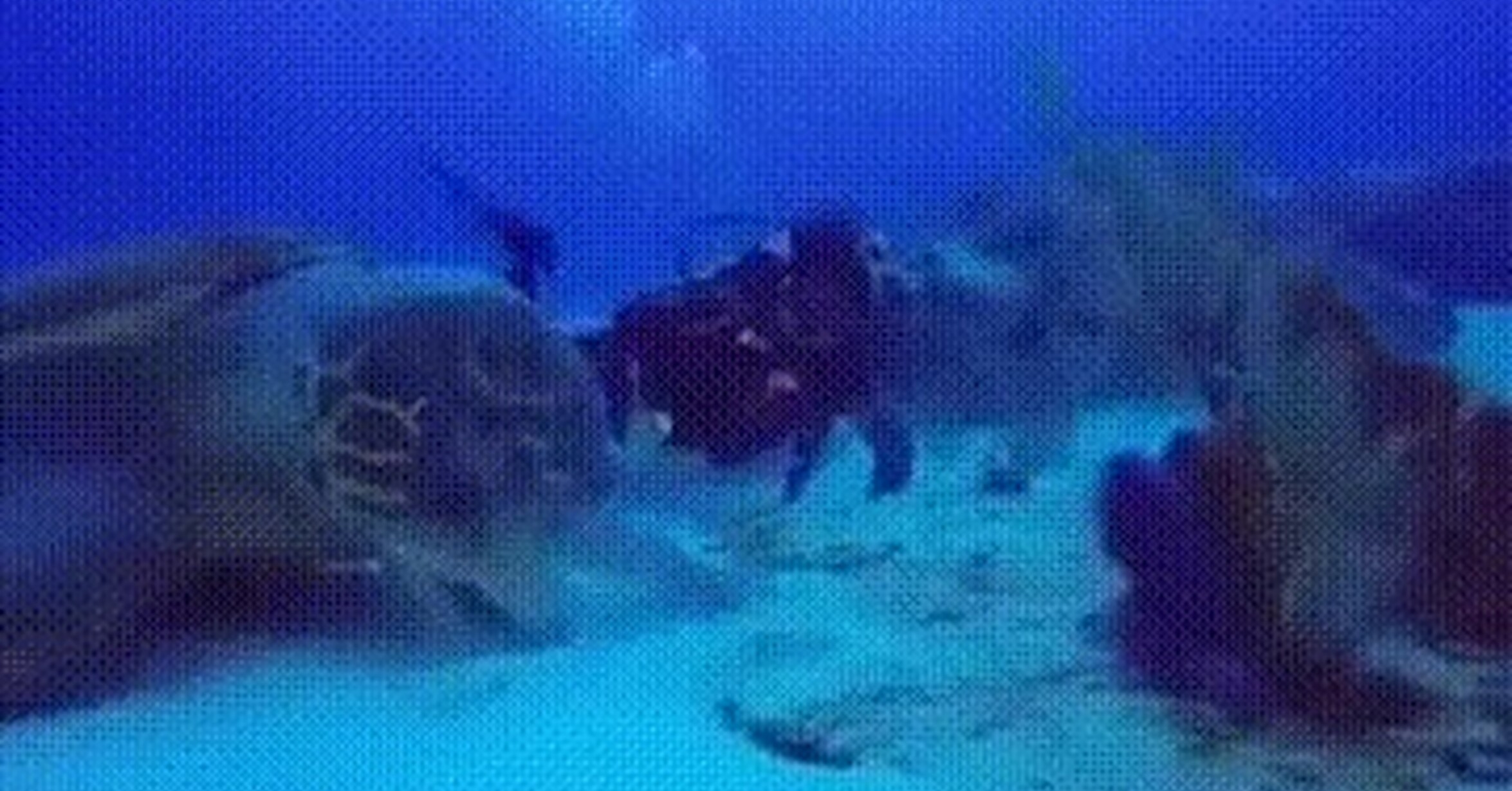 ¡Vaya GIF! / Una de las tortugas más grandes que se han grabado