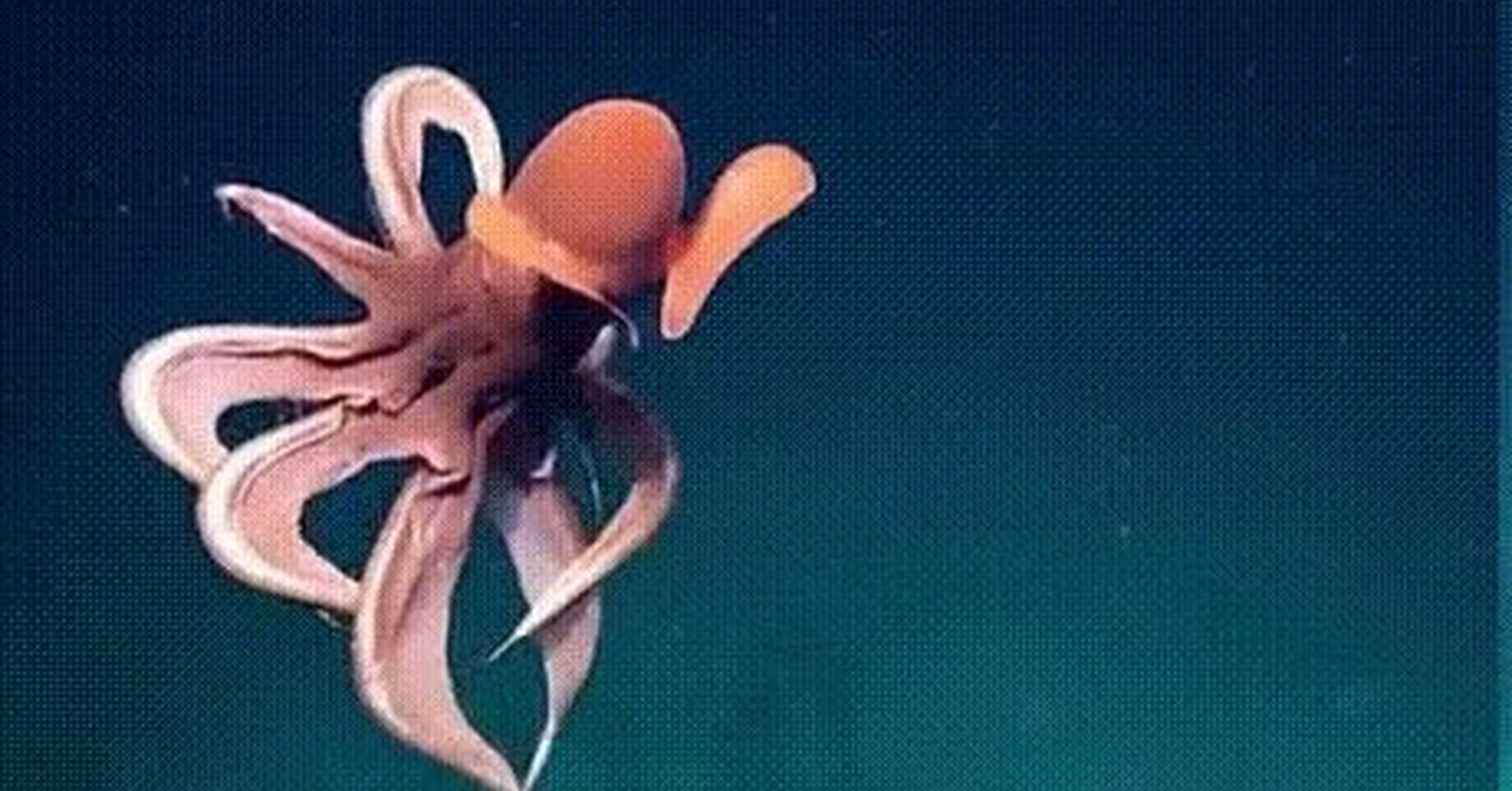 ¡Vaya GIF! / Un pulpo que se transforma en una pelota