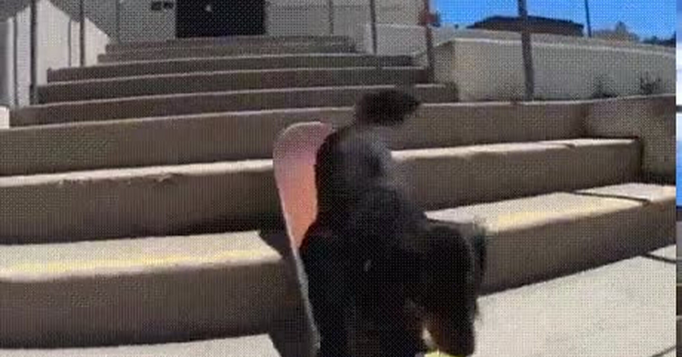 ¡Vaya GIF! / A este perro le encanta salir con el skate a demostrar sus ...