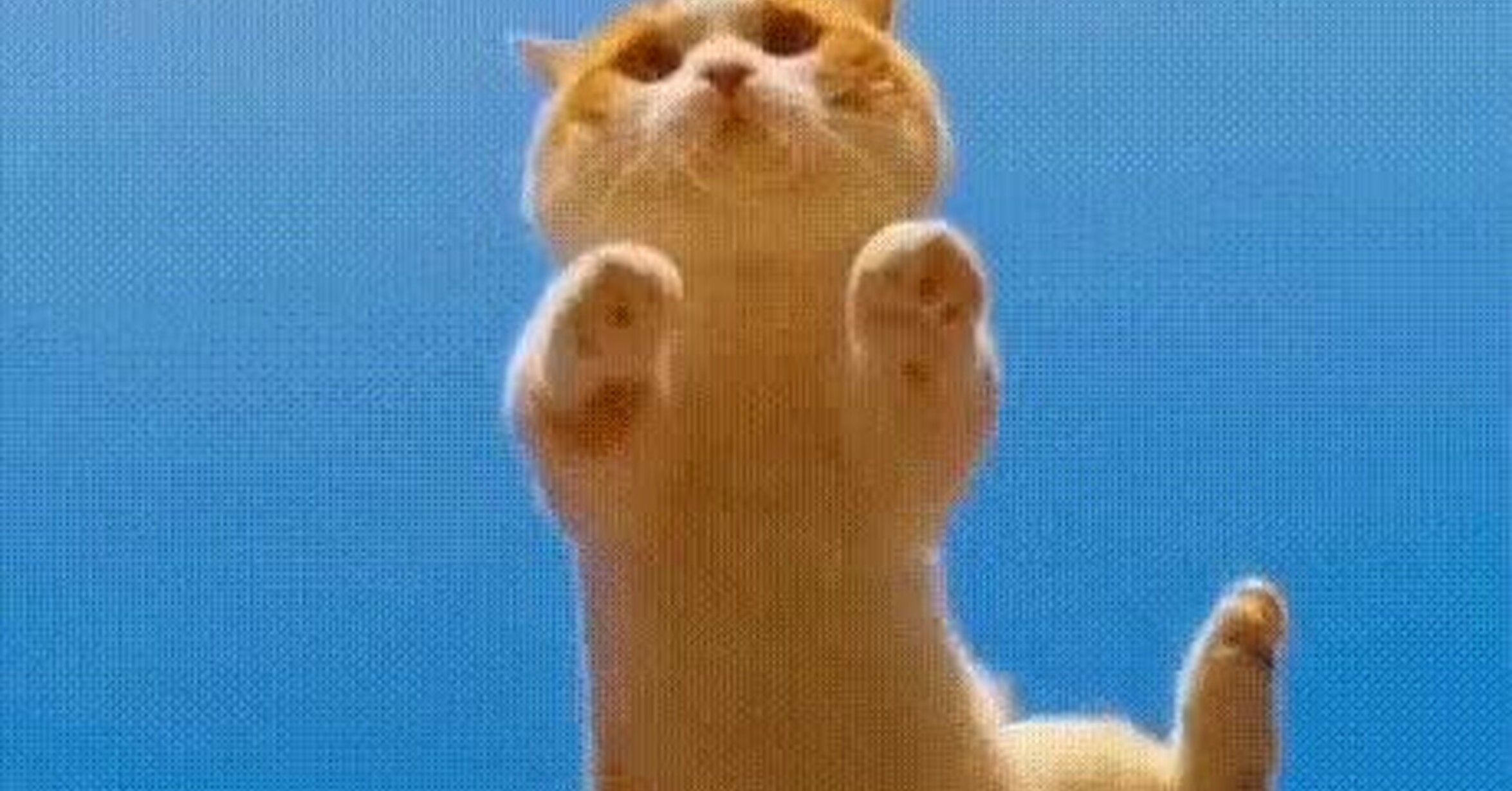 ¡Vaya GIF! / Un gato cayendo a cámara lenta