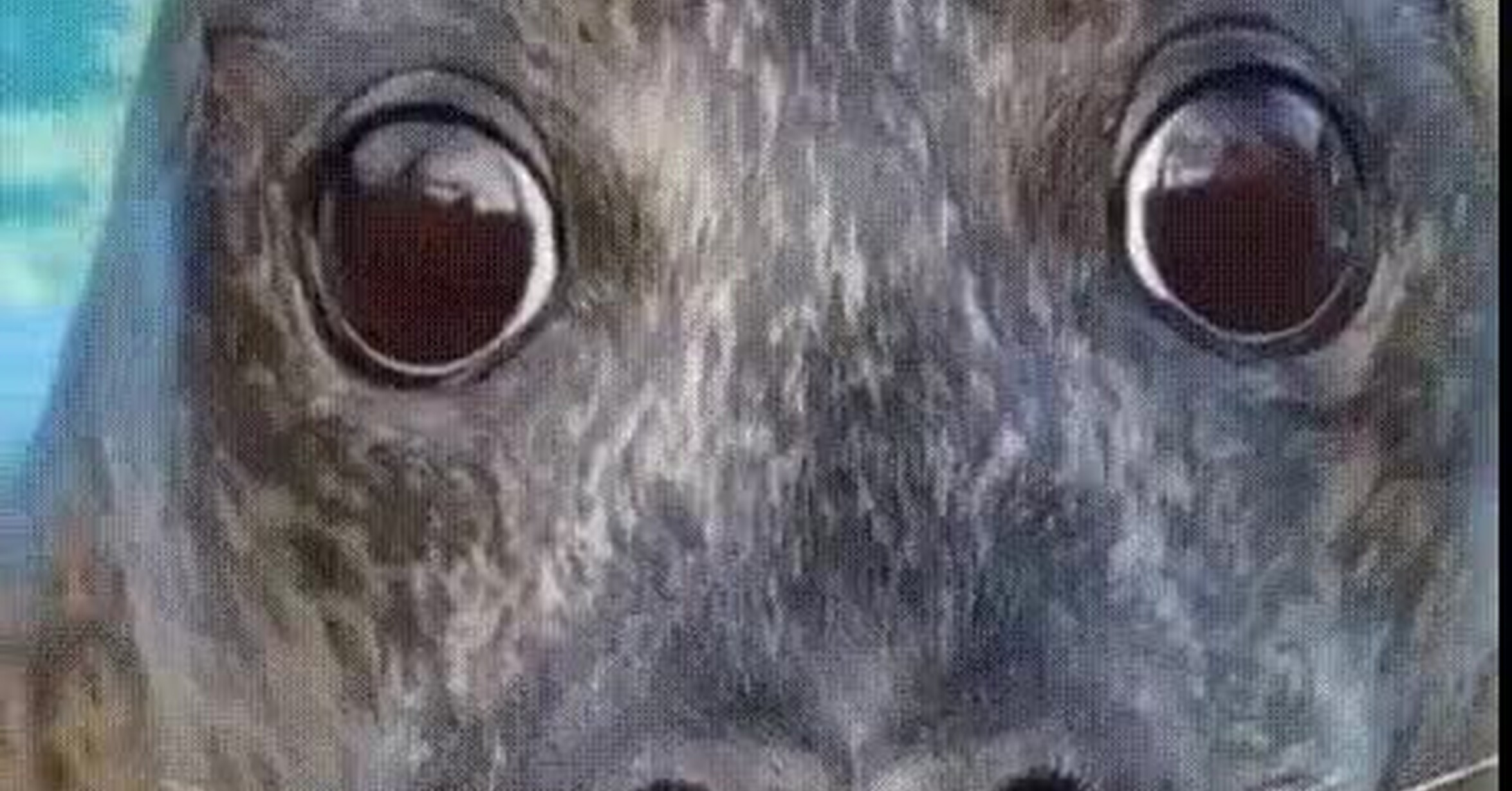 ¡Vaya GIF! / Me pregunto qué le pasará por la cabeza