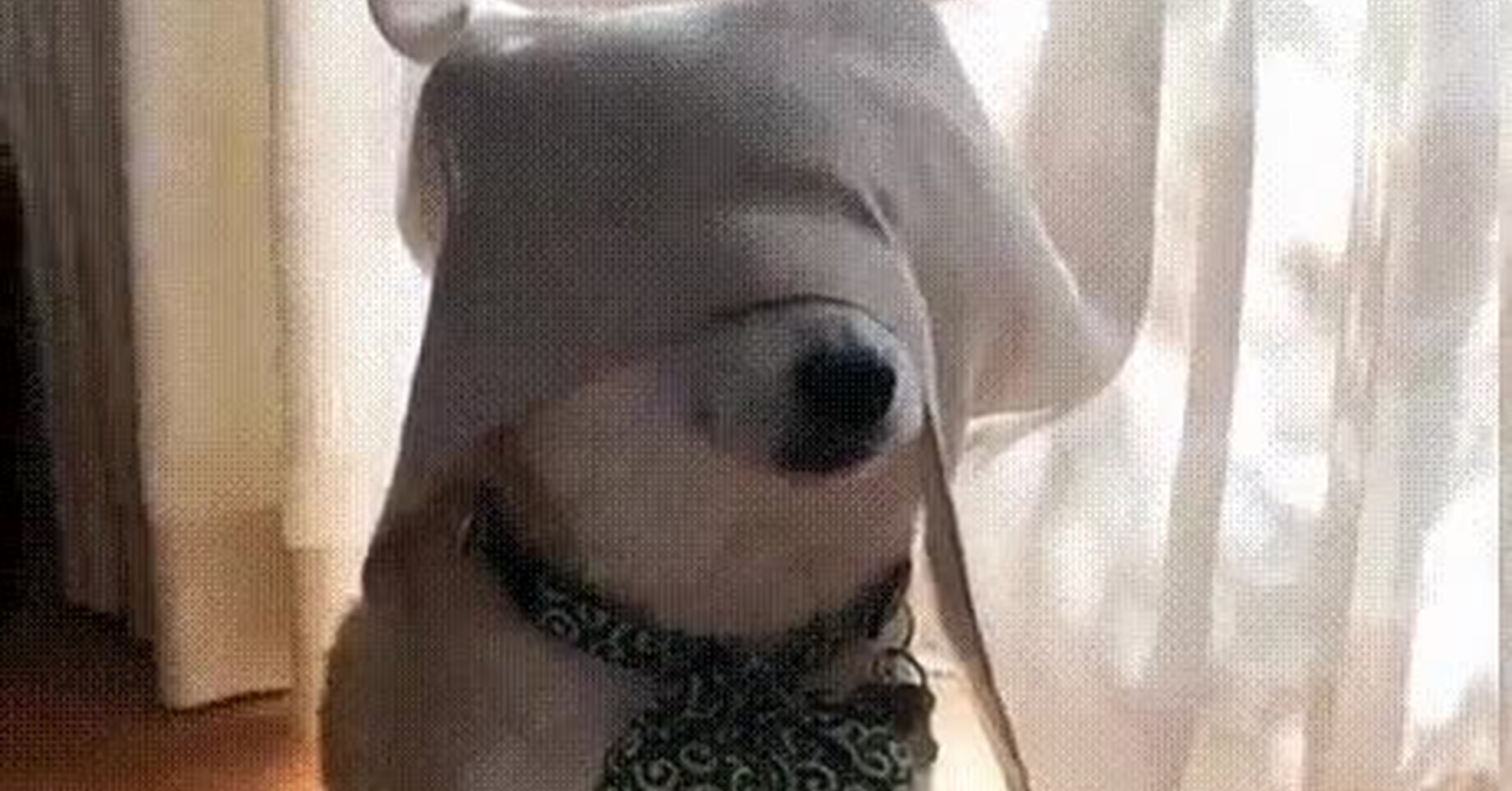 ¡Vaya GIF! / Un maestro en el arte de esconderse
