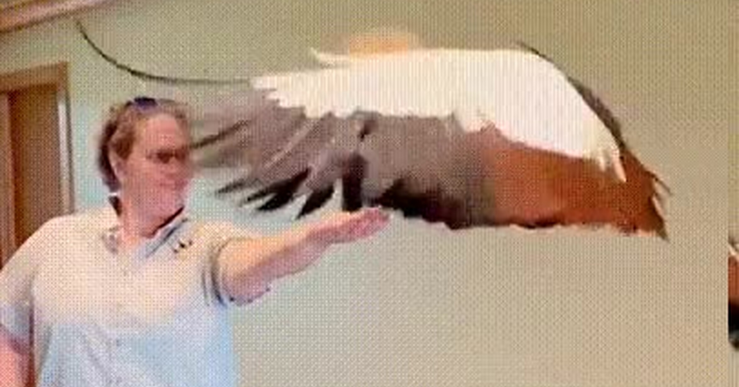 ¡Vaya GIF! / Es una pasada ver cómo se posa en su brazo