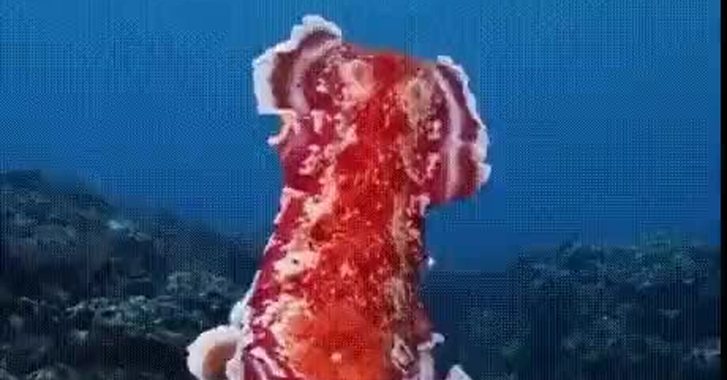 ¡Vaya GIF! / Prosciutto en su hábitat natural antes de que se lo ...