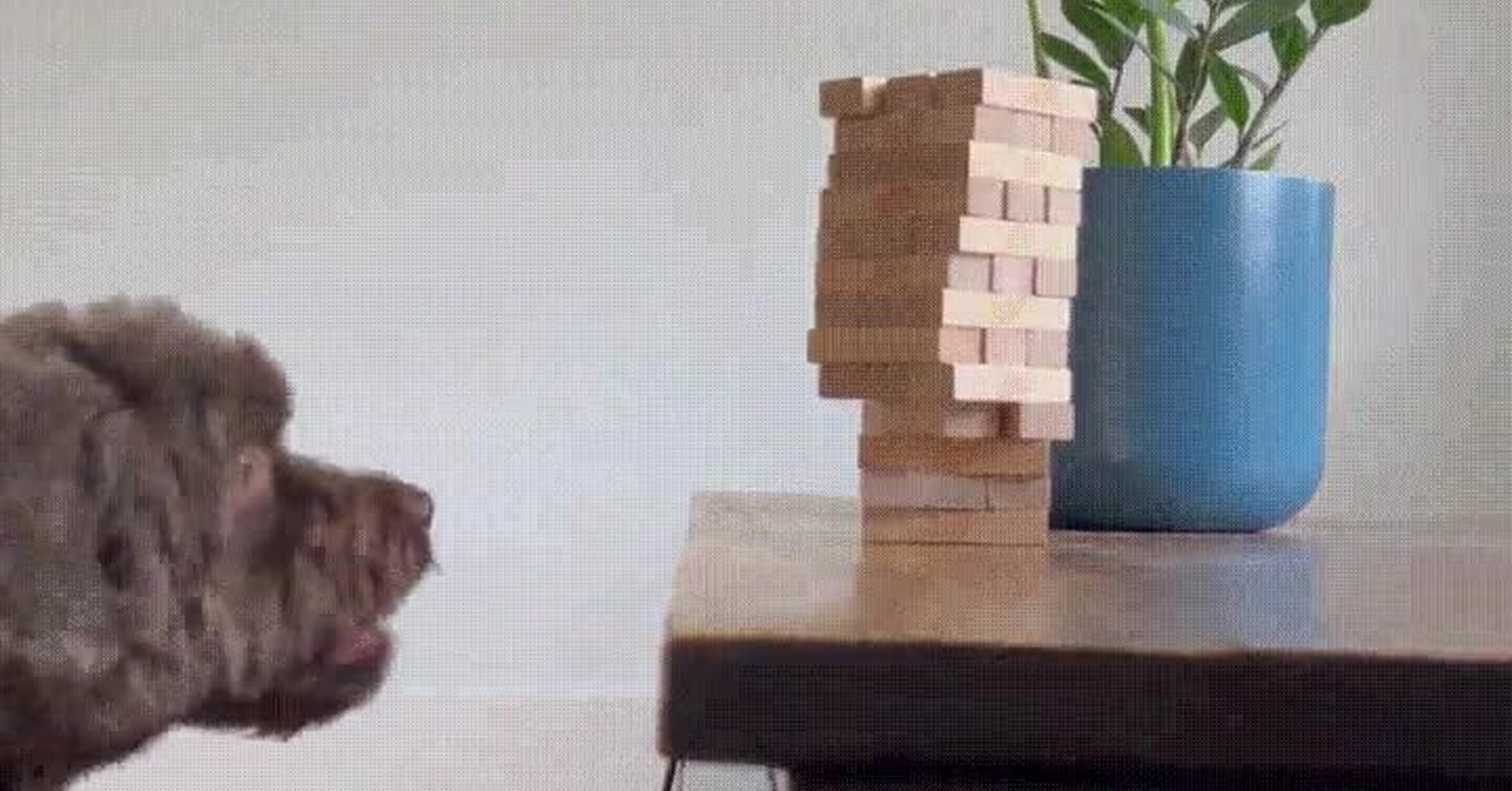 ¡Vaya GIF! / Un perro jugando Jenga