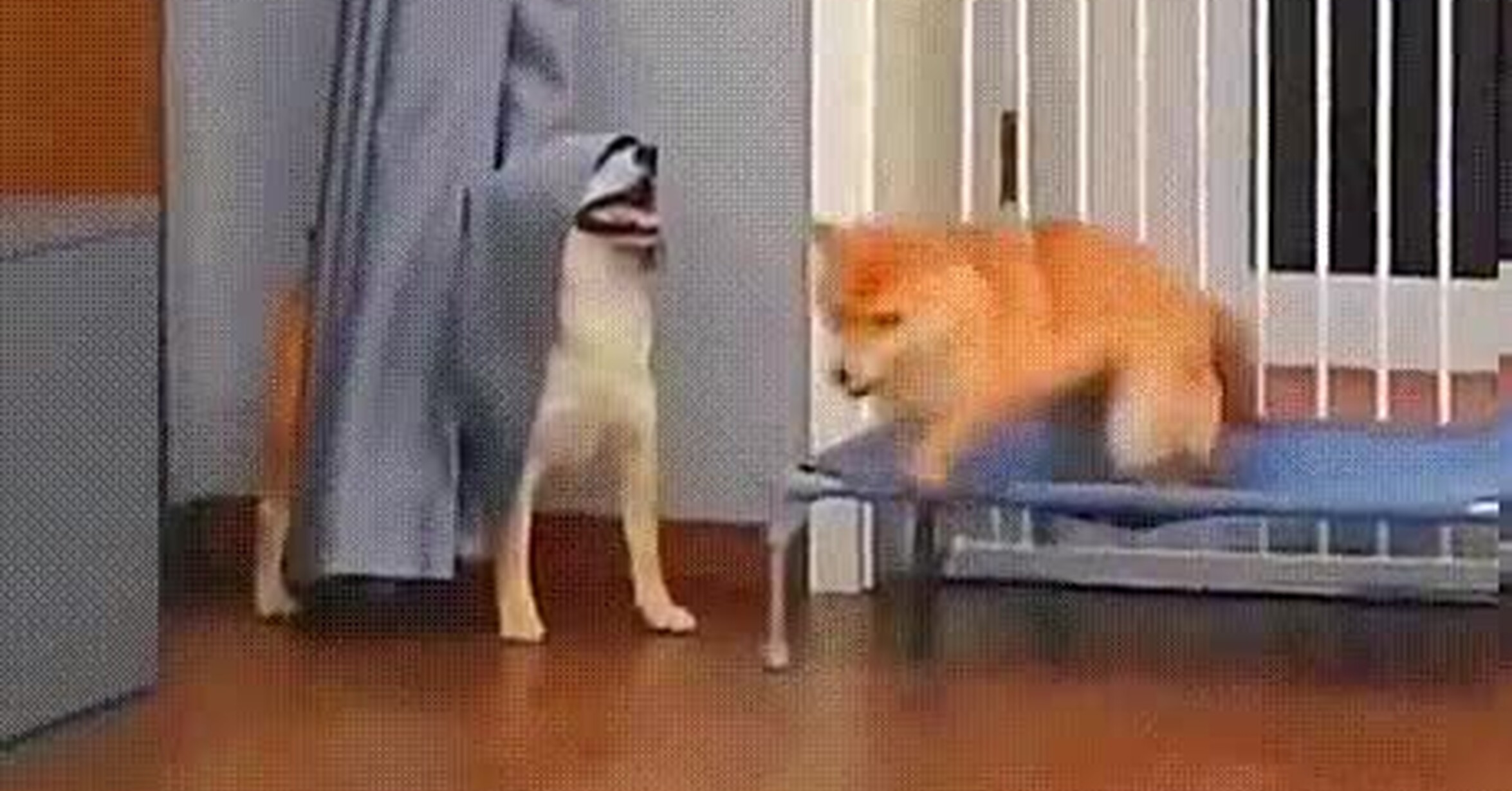 ¡Vaya GIF! / Lleva la capa de invisibilidad, nadie puede verlo