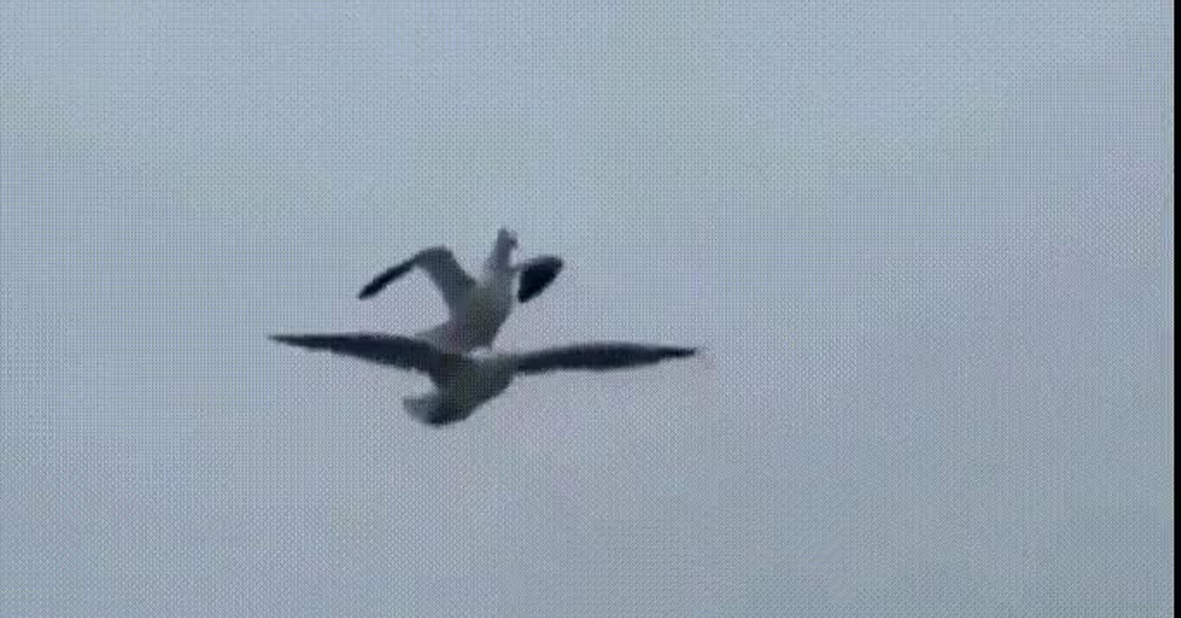 ¡Vaya GIF! / Se han montado su propio servicio de taxis