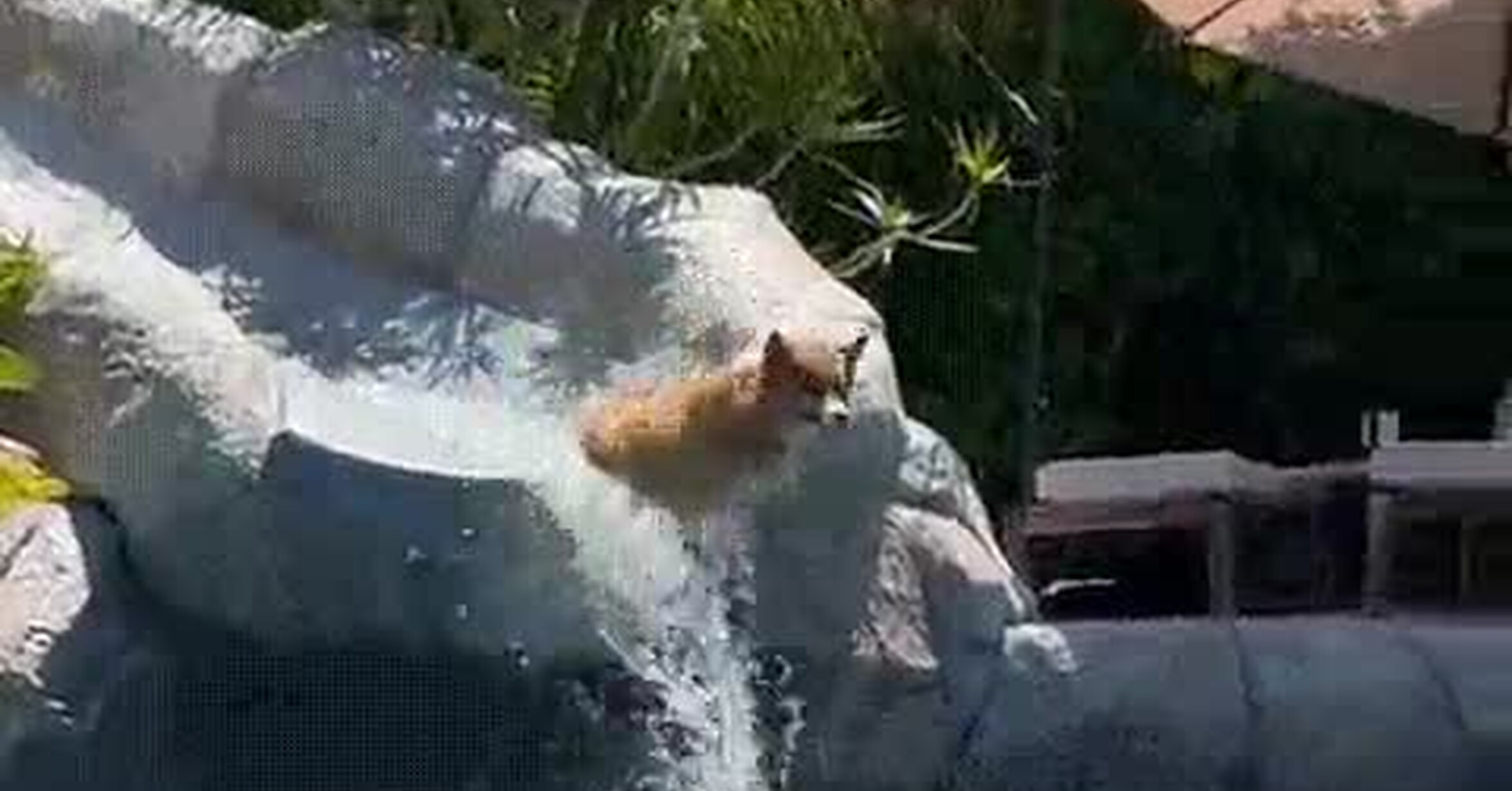 ¡Vaya GIF! / A este perro le encanta tirarse por el tobogán