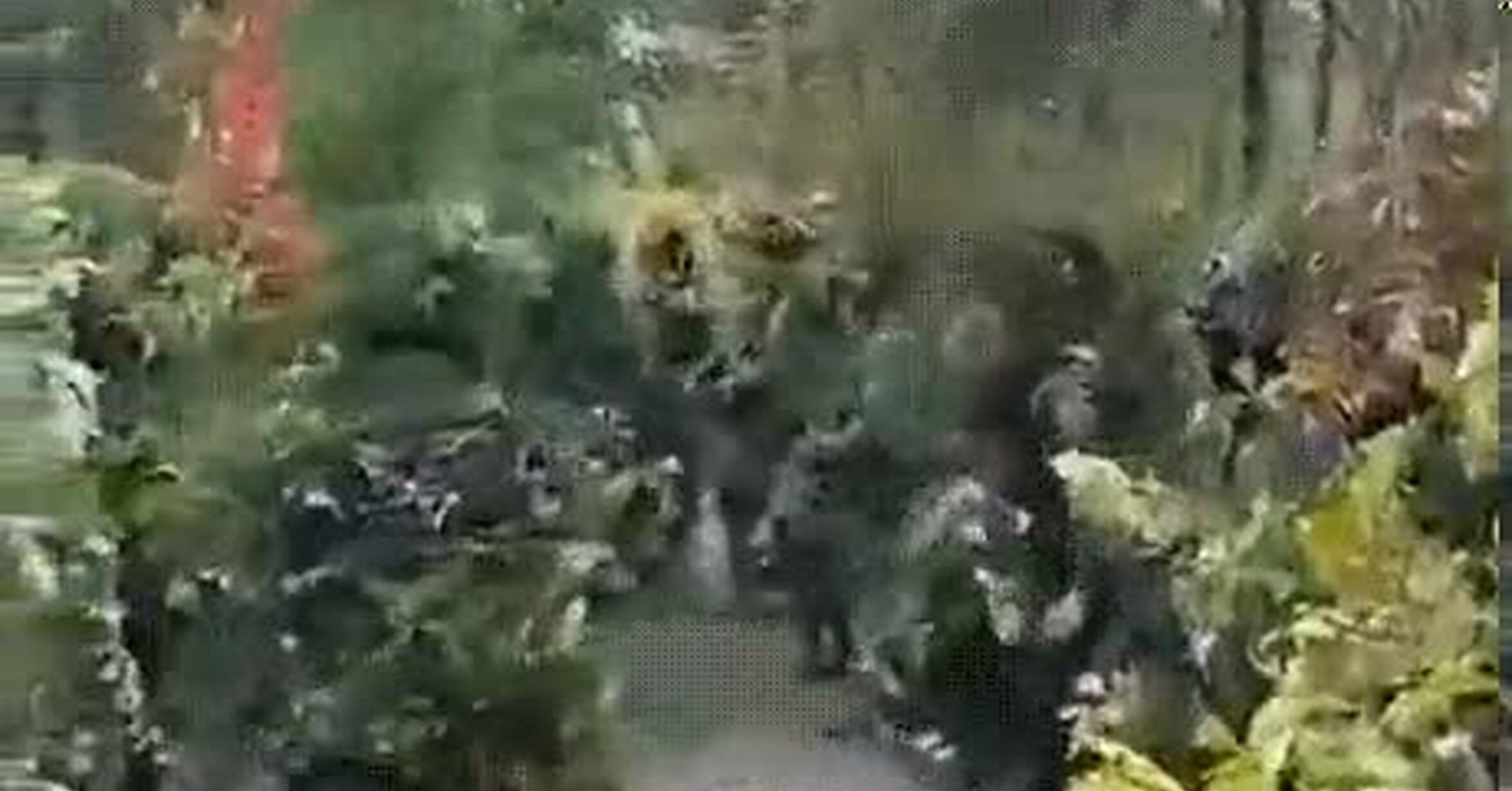 ¡Vaya GIF! / Reunión de hombres arbusto