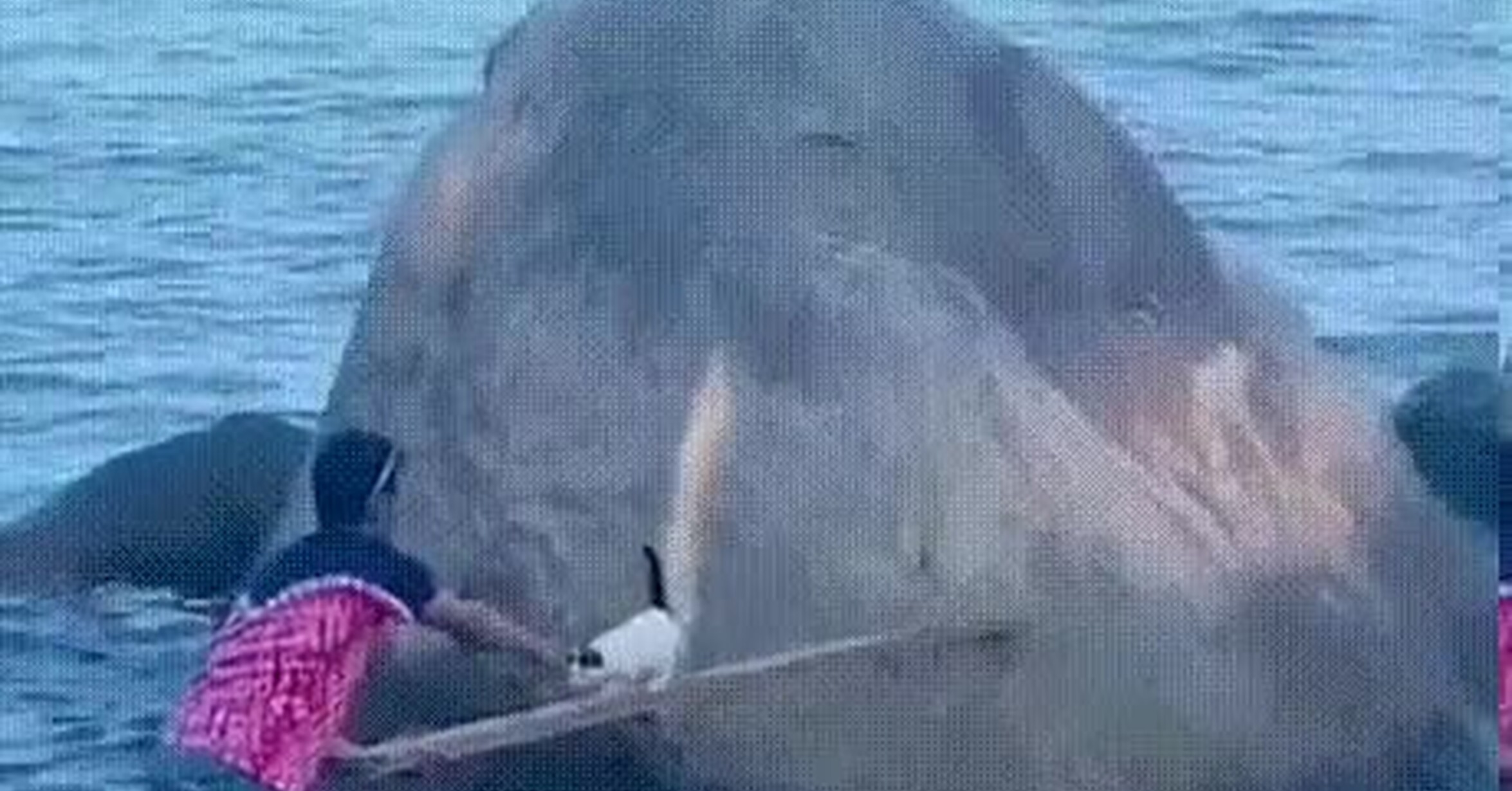 ¡Vaya GIF! / Menos mal que siempre hay alguien para ayudar a un gato