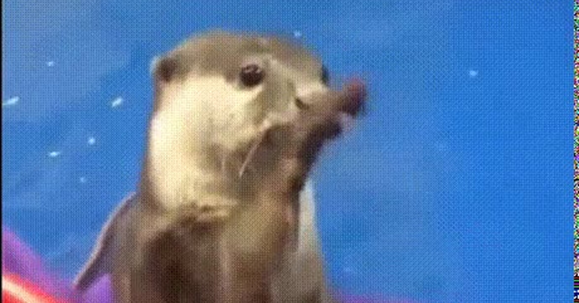 ¡Vaya GIF! / Te enseña cómo le tienes que dar mimos