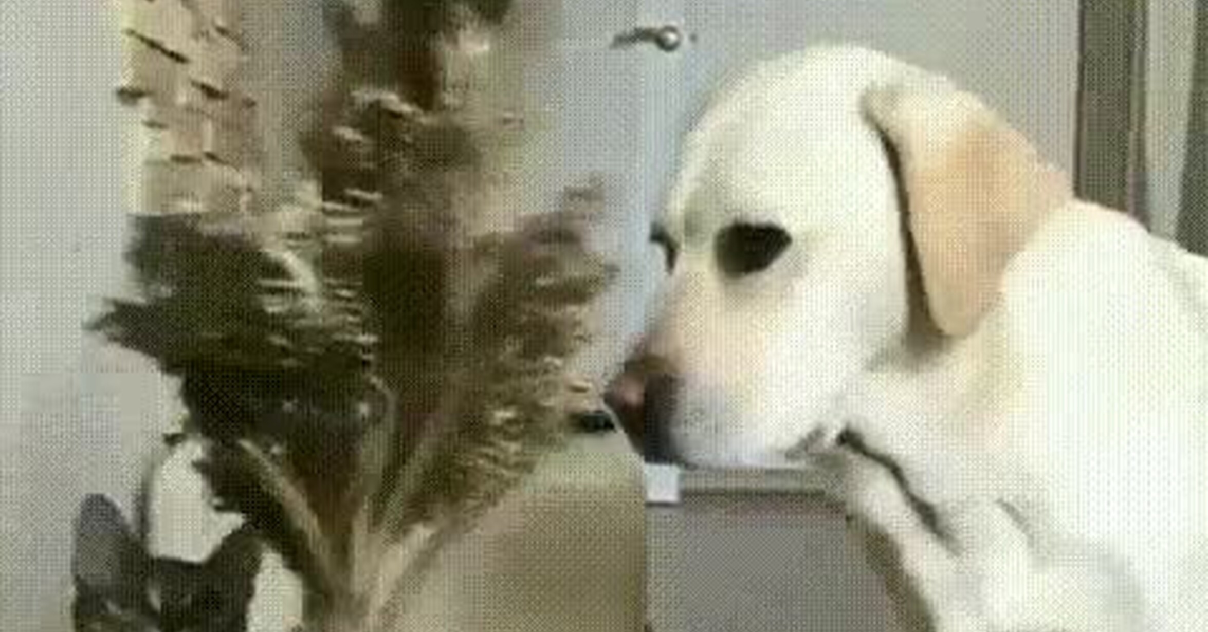 ¡Vaya GIF! / Le echarán la culpa al pobre perro