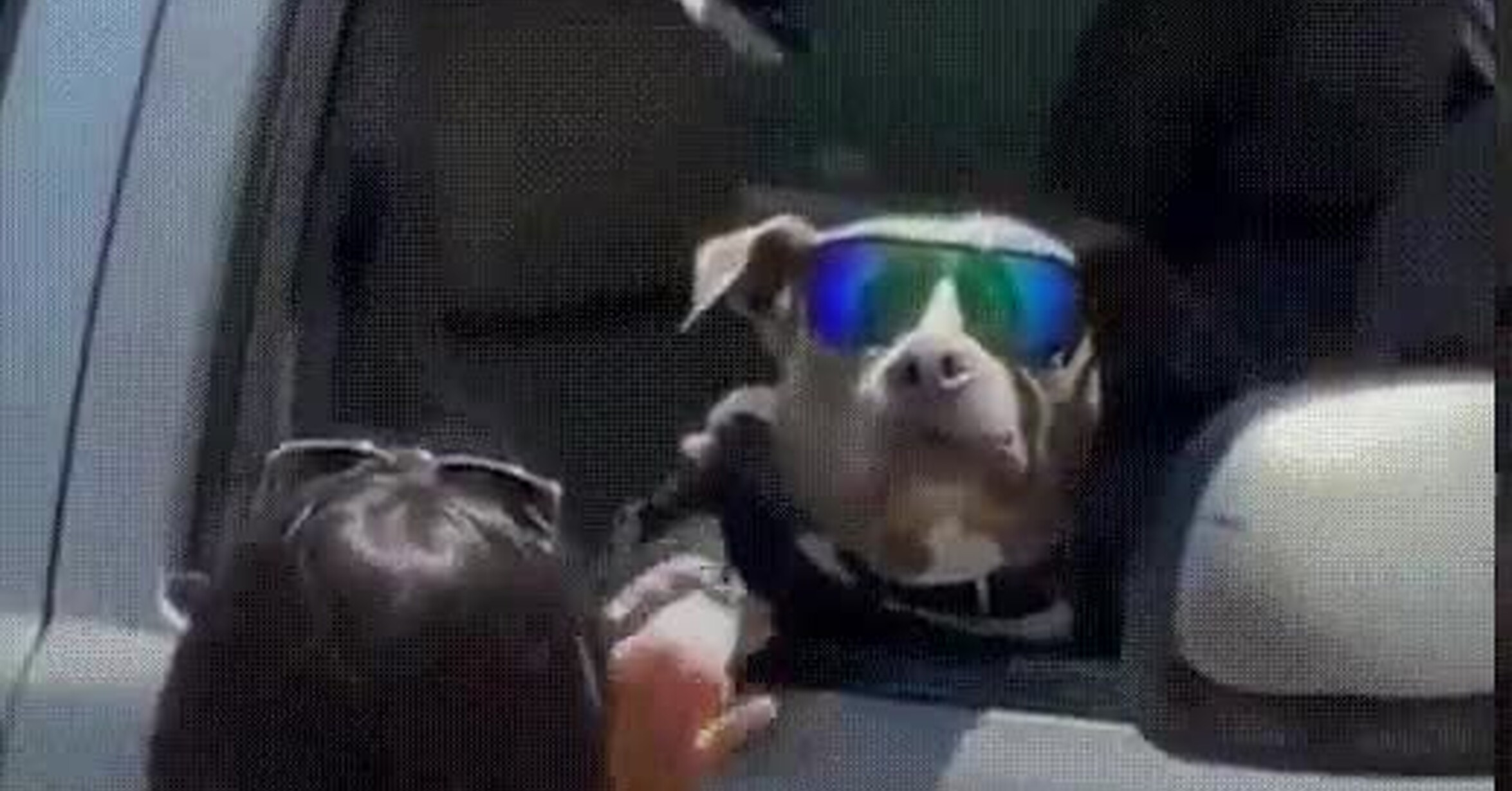 ¡Vaya GIF! / El perro con más estilo que he visto en mi vida