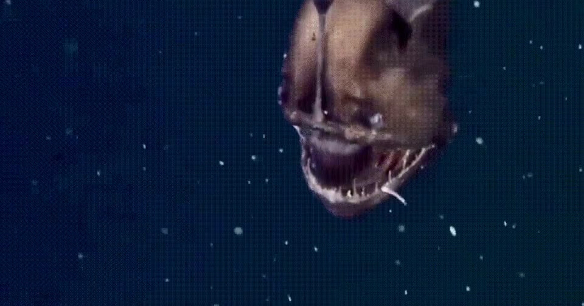 ¡Vaya GIF! / No me volveré a meter en el agua nunca más