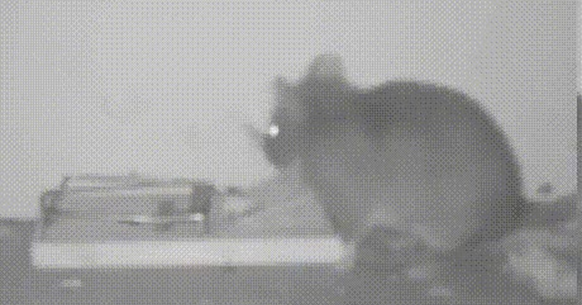 ¡Vaya GIF! / Ratones que han aprendido a esquivar las trampas
