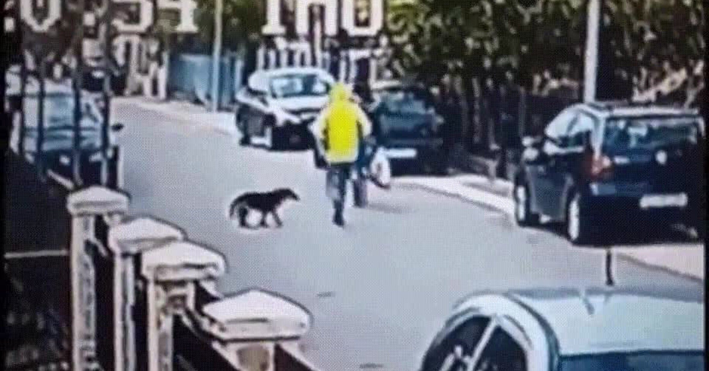 ¡Vaya GIF! / Un perro salvando a una chica de ser robada en la calle