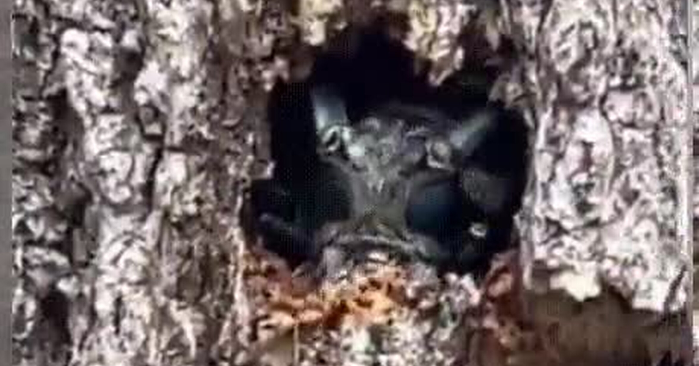 ¡Vaya GIF! / Tengo miedo de lo que se esconde dentro de los árboles
