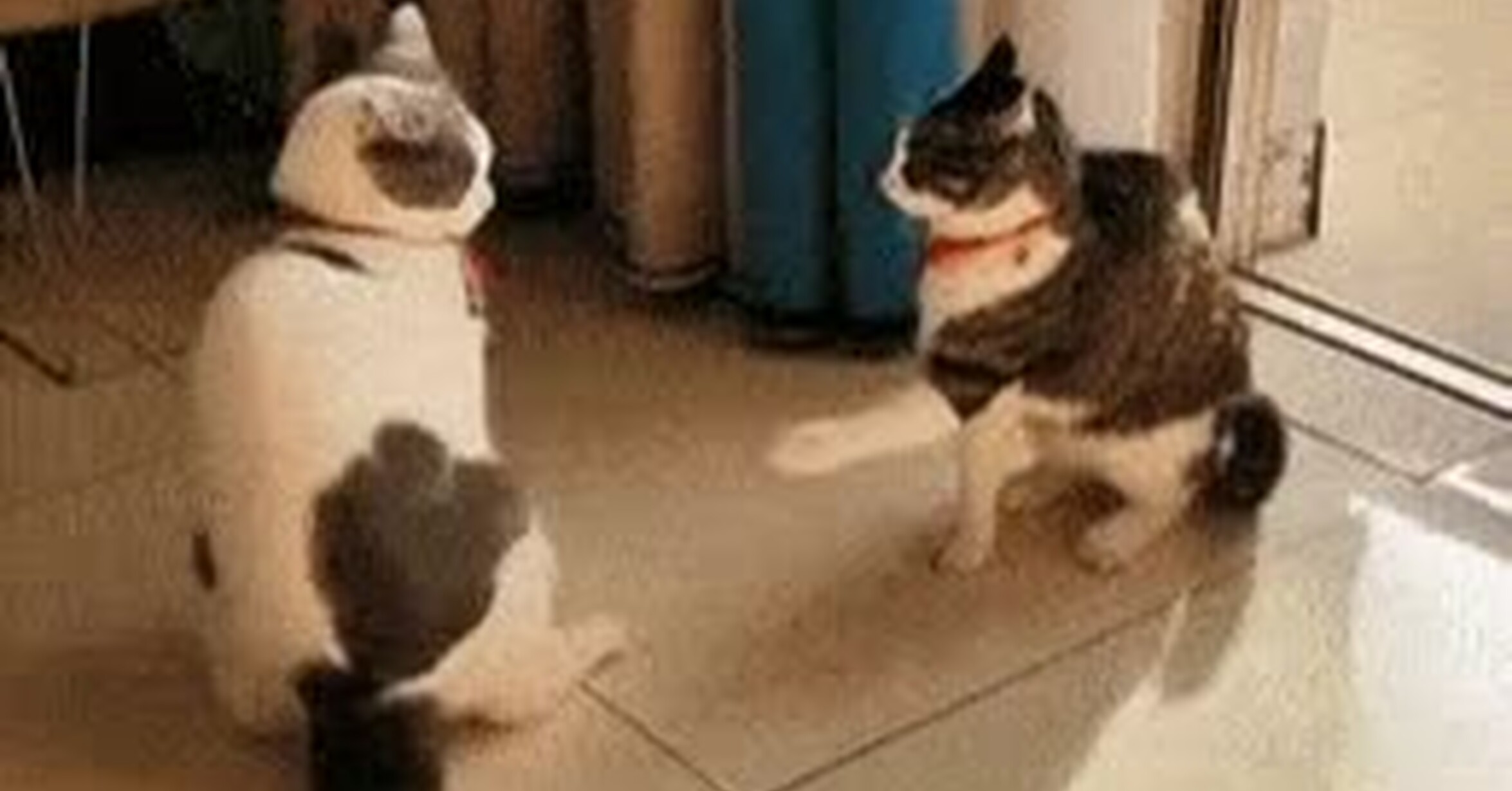 ¡Vaya GIF! / Yo intentando ligar en la discoteca