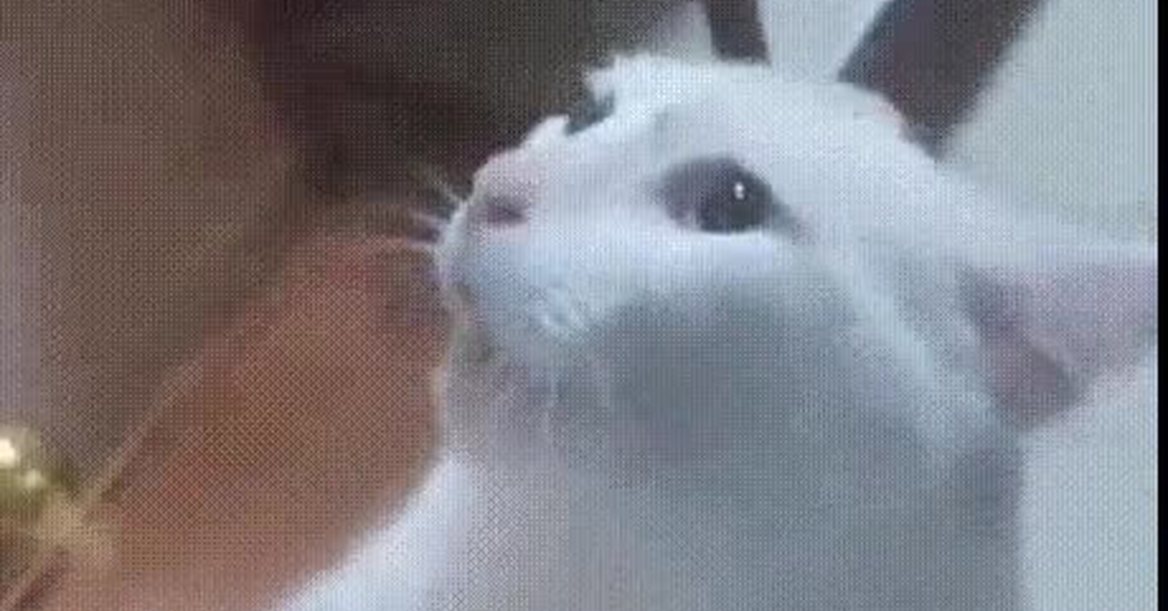 ¡Vaya GIF! / Cuando mientes en tu curriculum