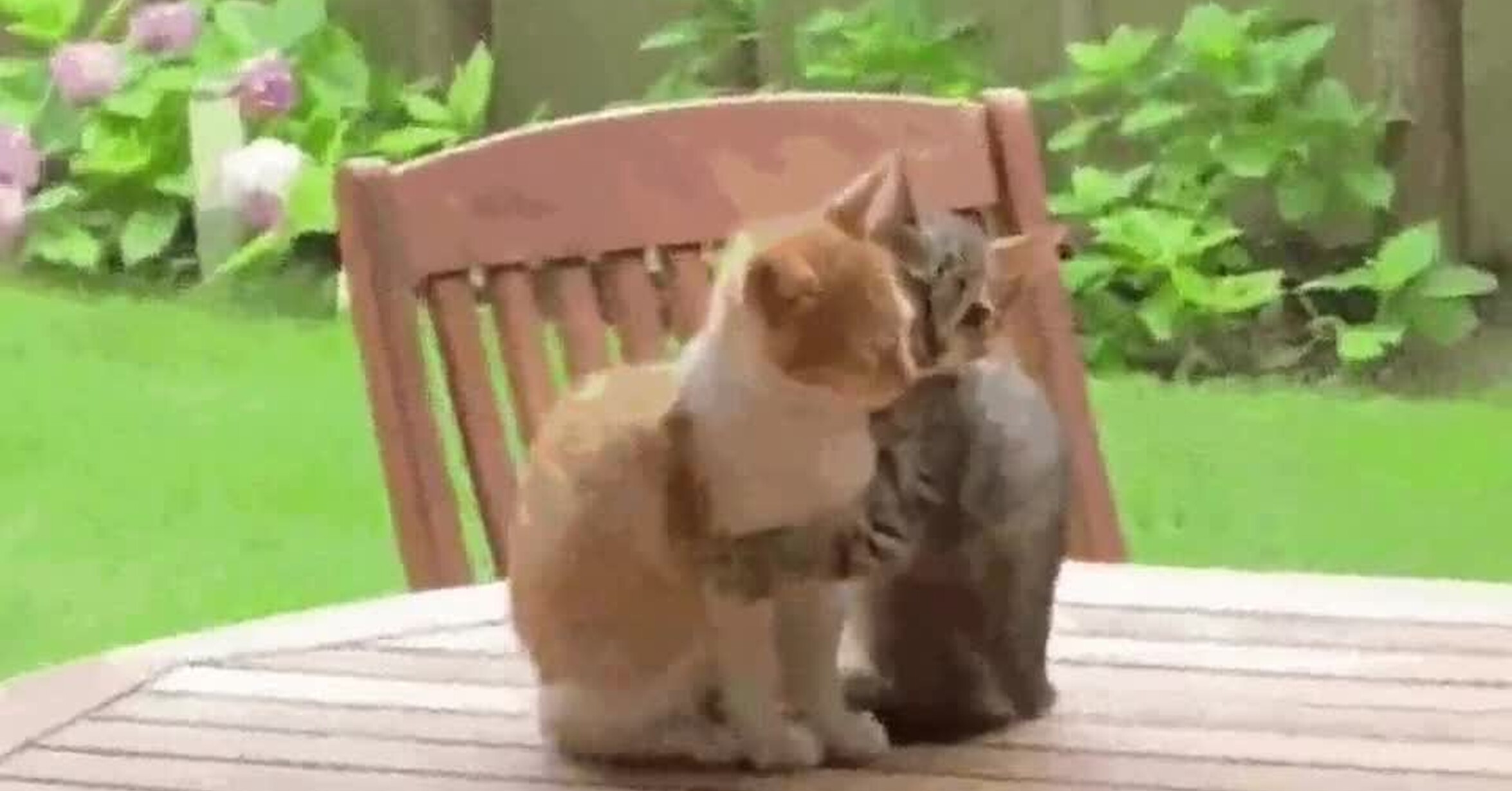 ¡Vaya GIF! / Lo más bonito que verás hoy