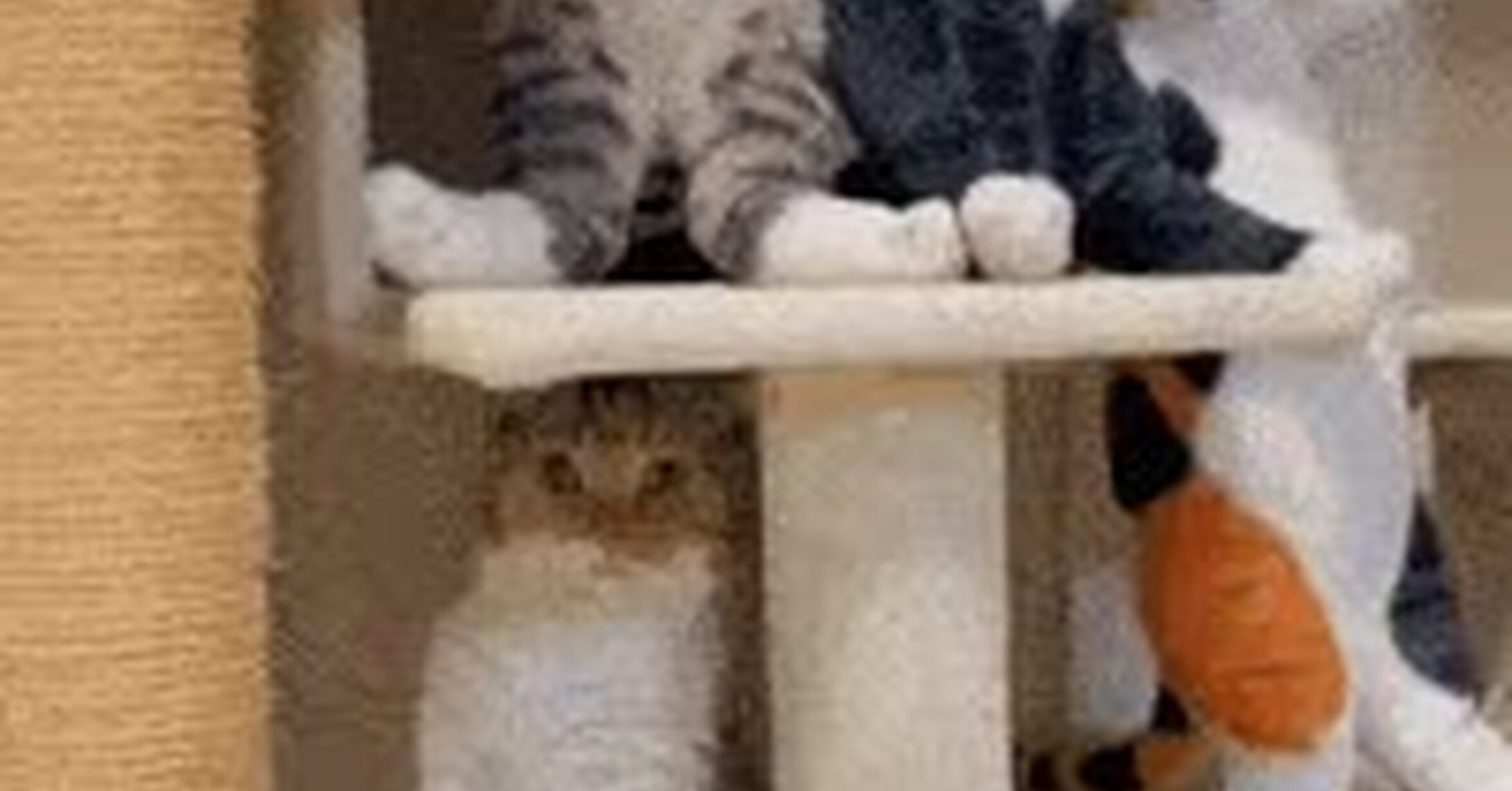 ¡Vaya GIF! / Hay un espía entre nosotros