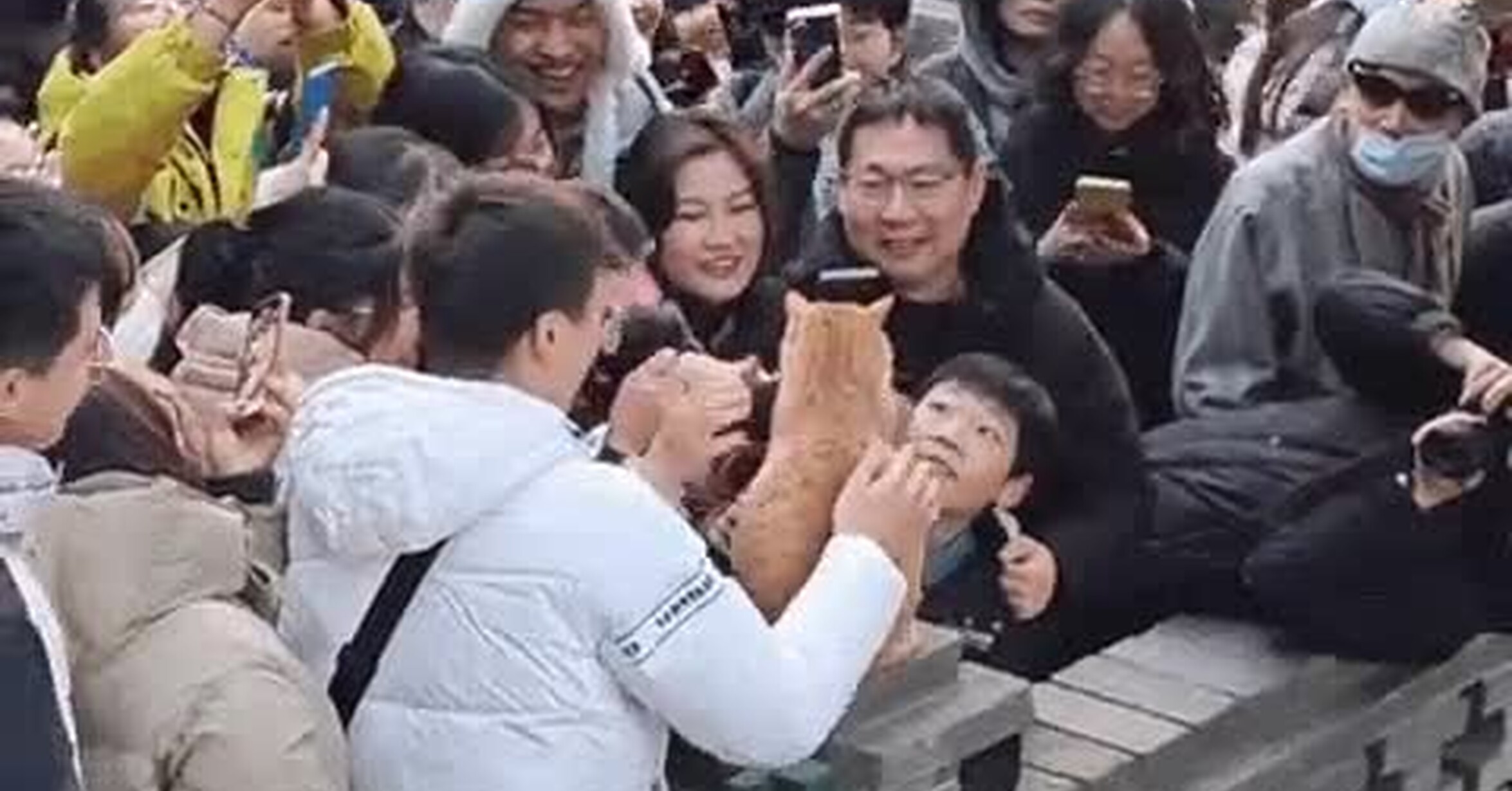 ¡Vaya GIF! / Adoran al gato como si fuese un Dios