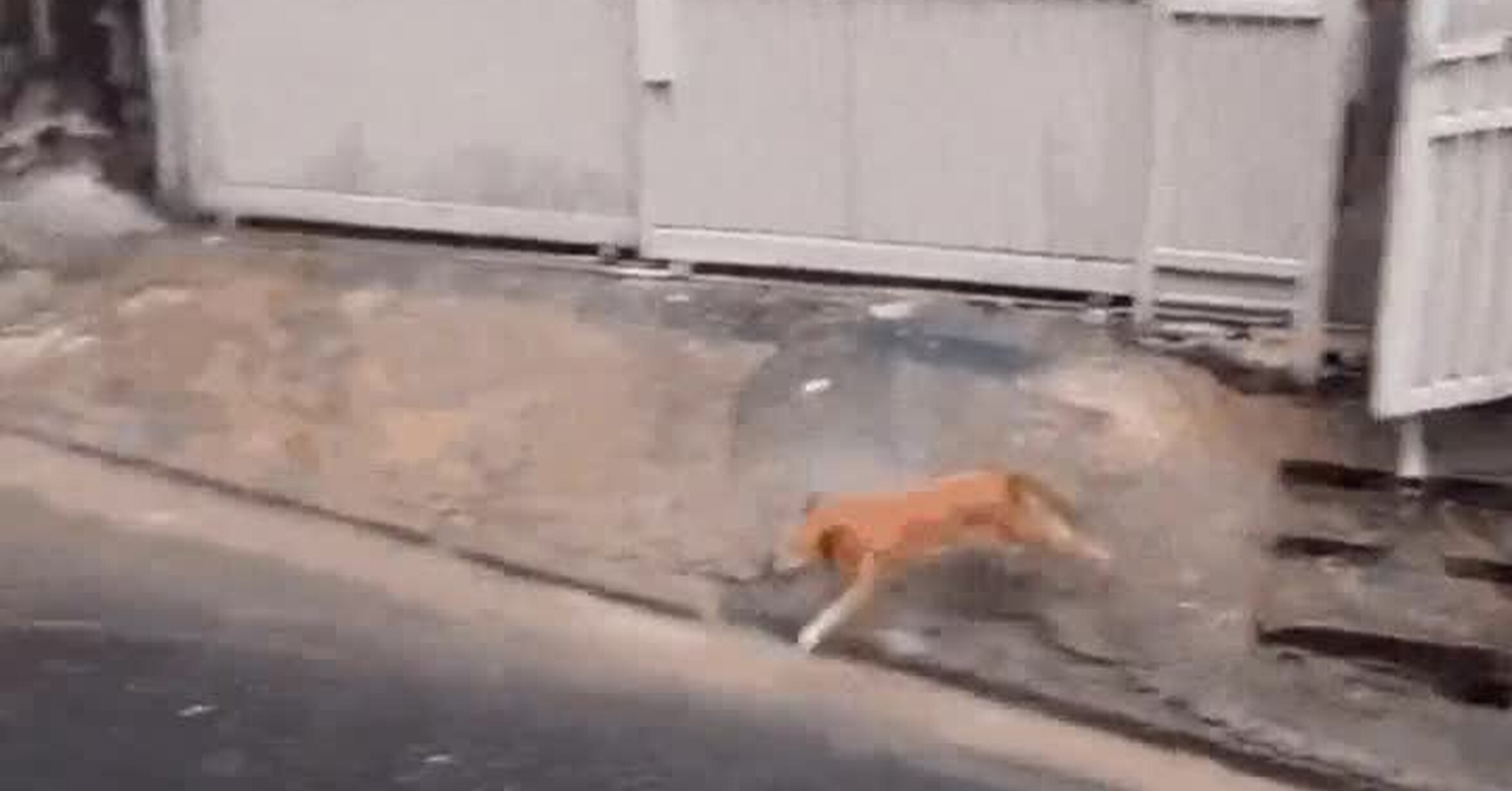 ¡Vaya GIF! / El perro más contento del mundo