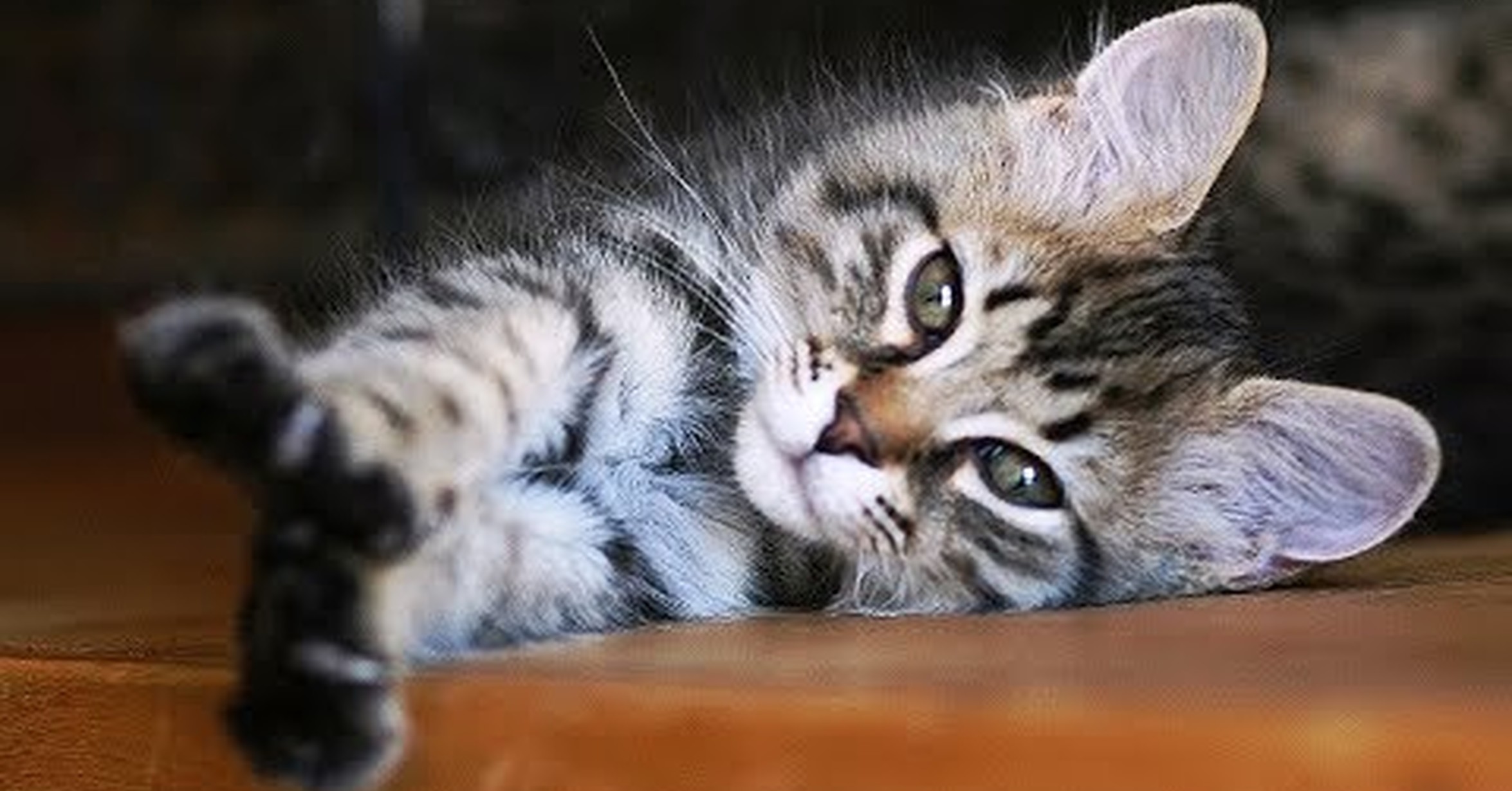 Cuánta Fauna Recopilación De Gatos A Punto De Dormir