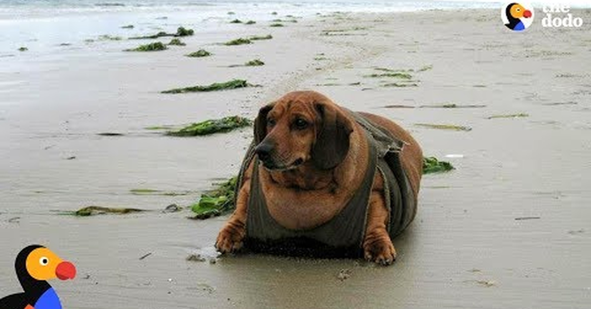 ¡No tengo tele! / Este perro cree que es una foca [Inglés]