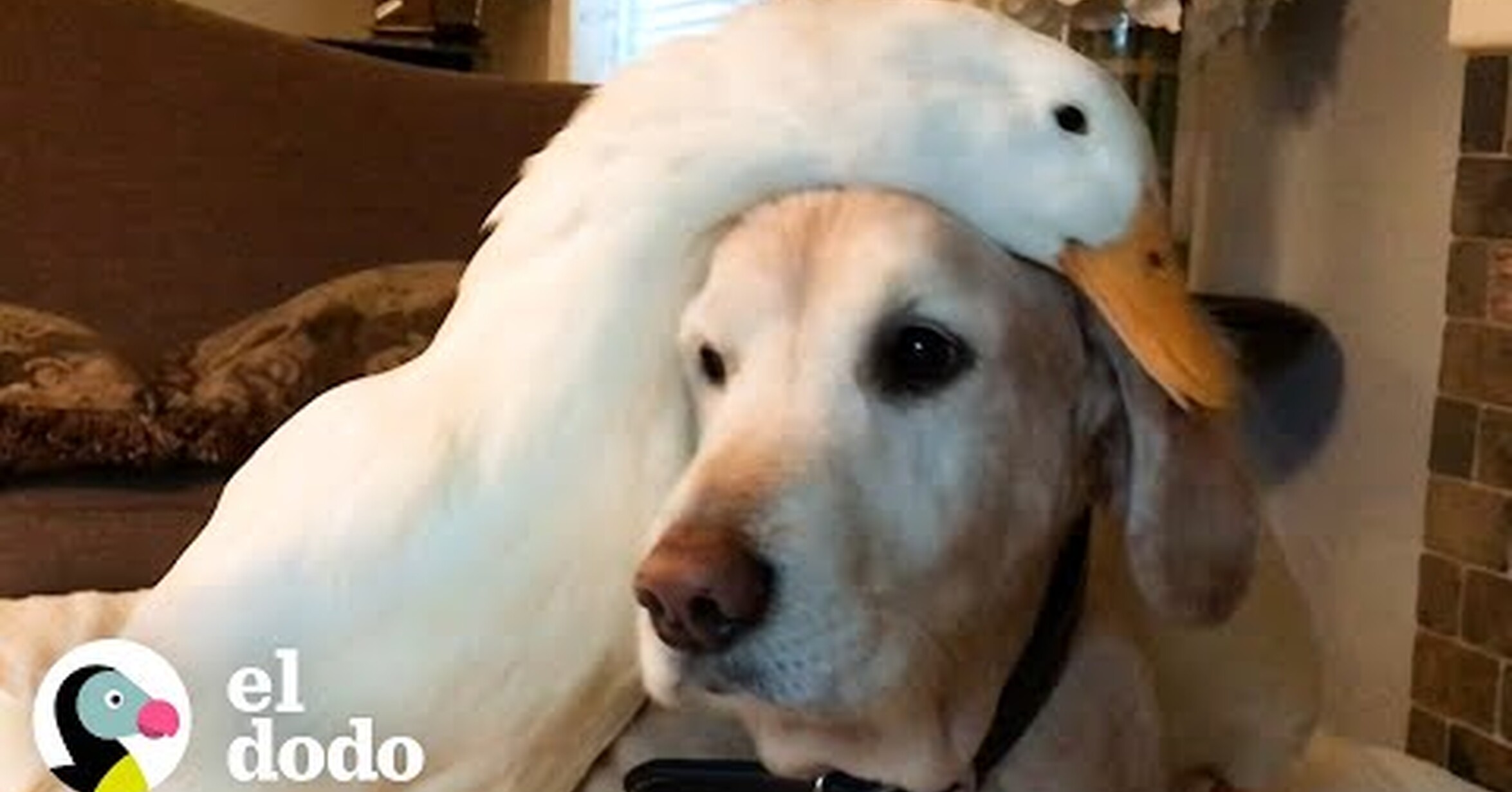 ¡No tengo tele! / El perro que se obsesionó con un pato
