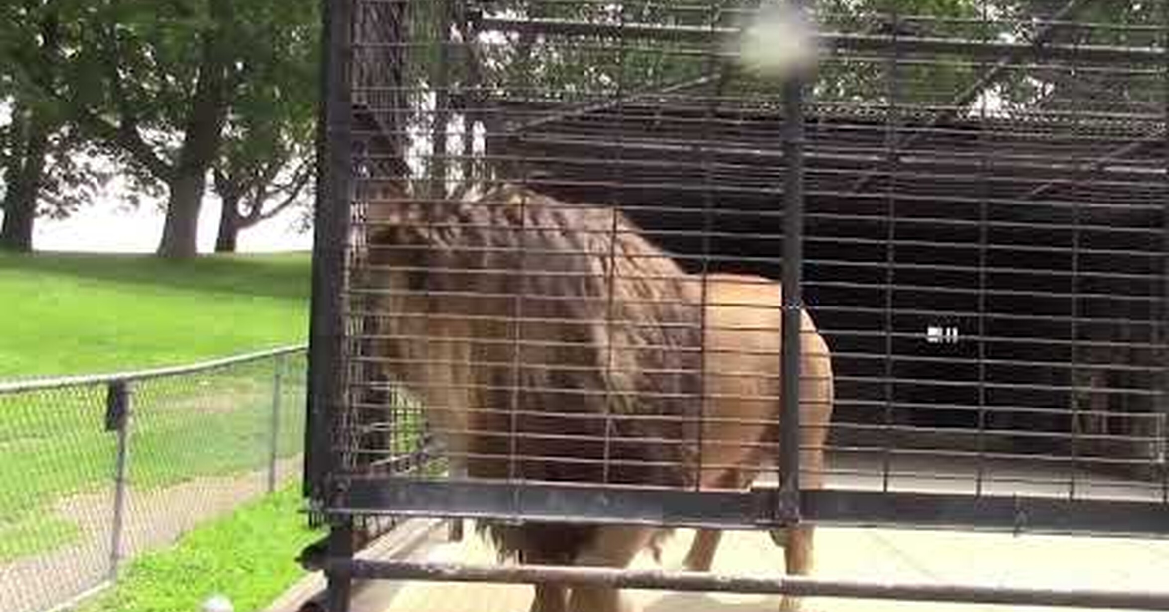 ¡No tengo tele! / Un león orina sobre los visitantes de un zoo