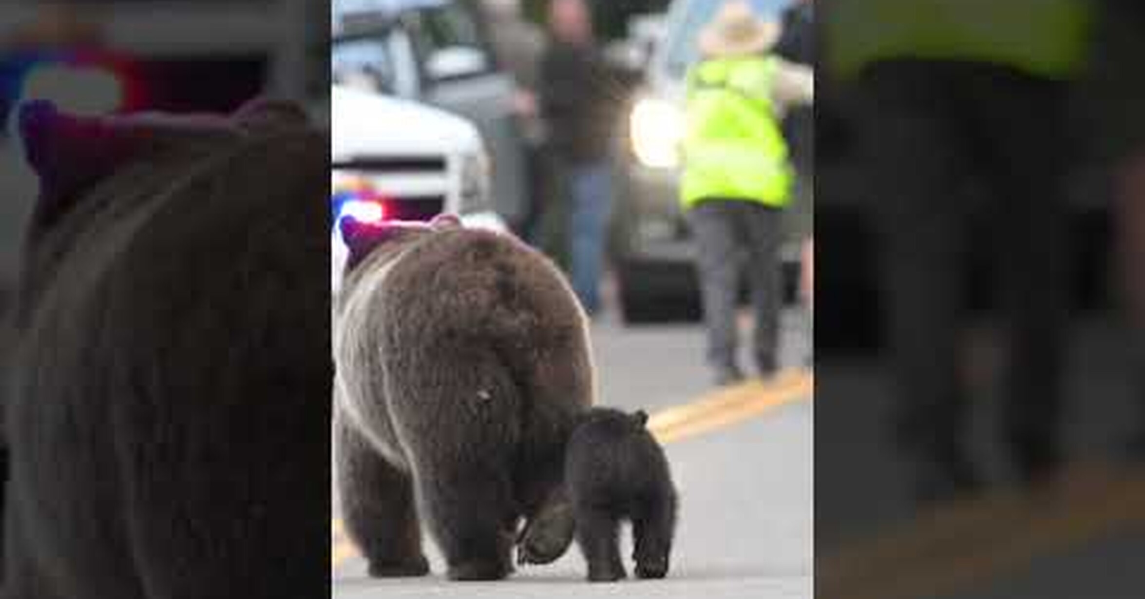 ¡No tengo tele! / Mamá oso y su pequeño pasean por Wyoming