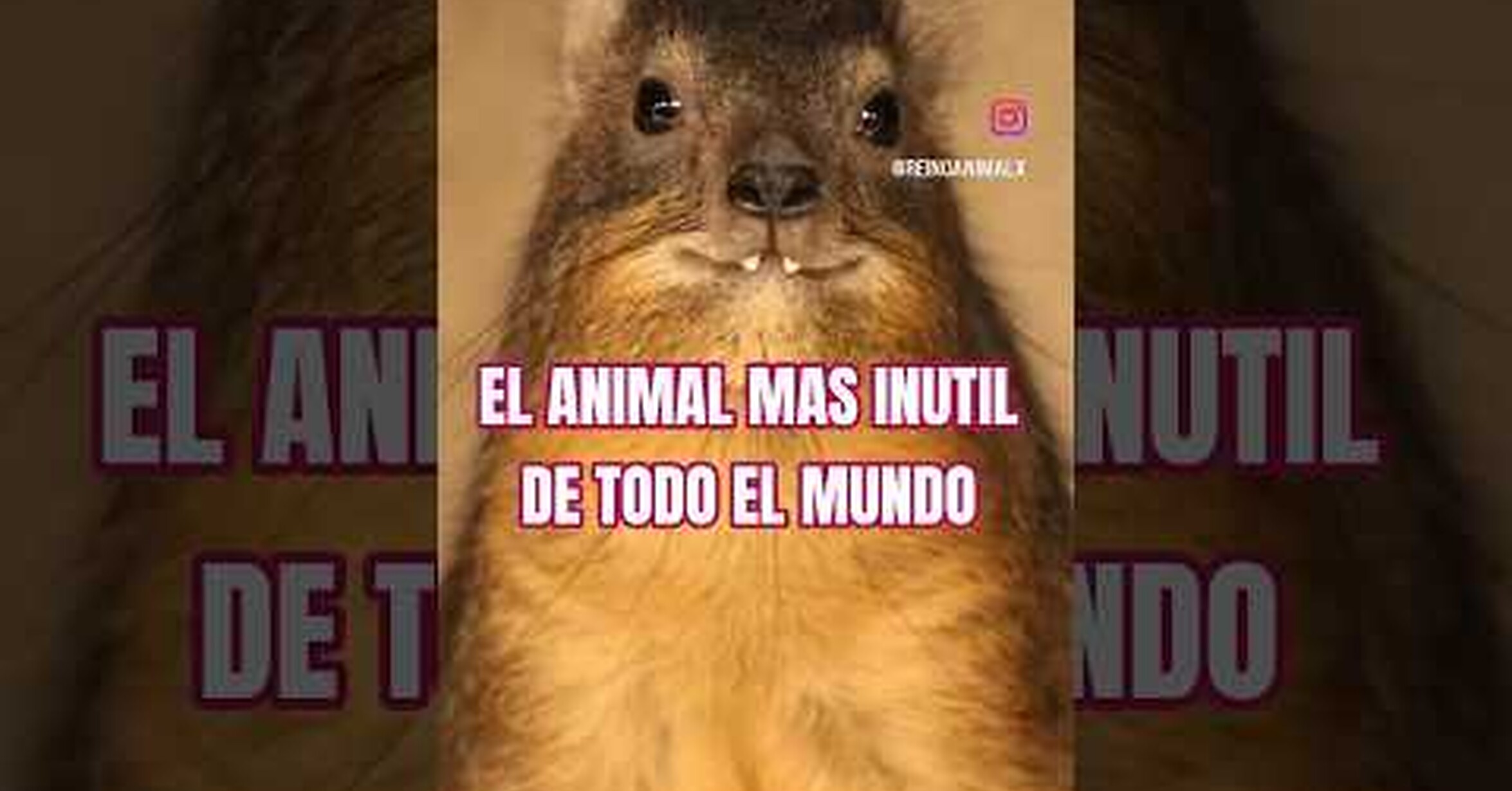 ¡No tengo tele! / El Awawa, tu nuevo animal favorito
