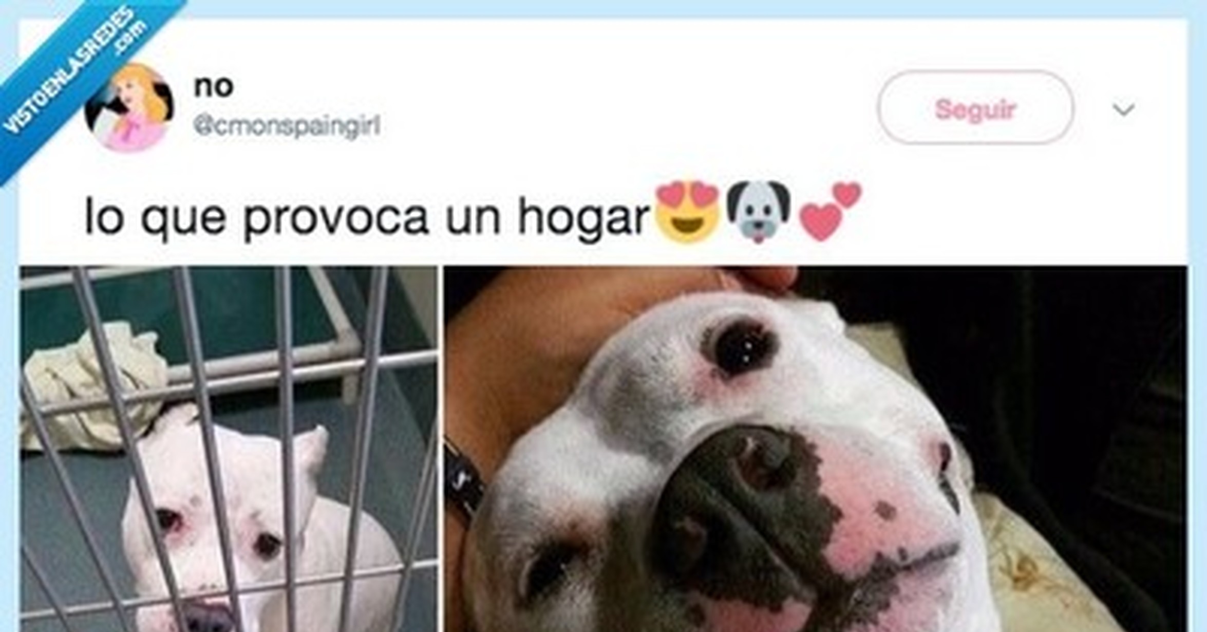 Memes Adoptados