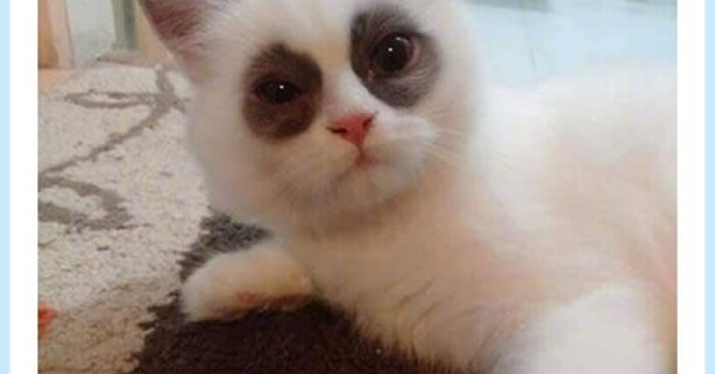 VEF > Visto en las Redes > Menudas ojeras guapo, por @gatitos_qctd