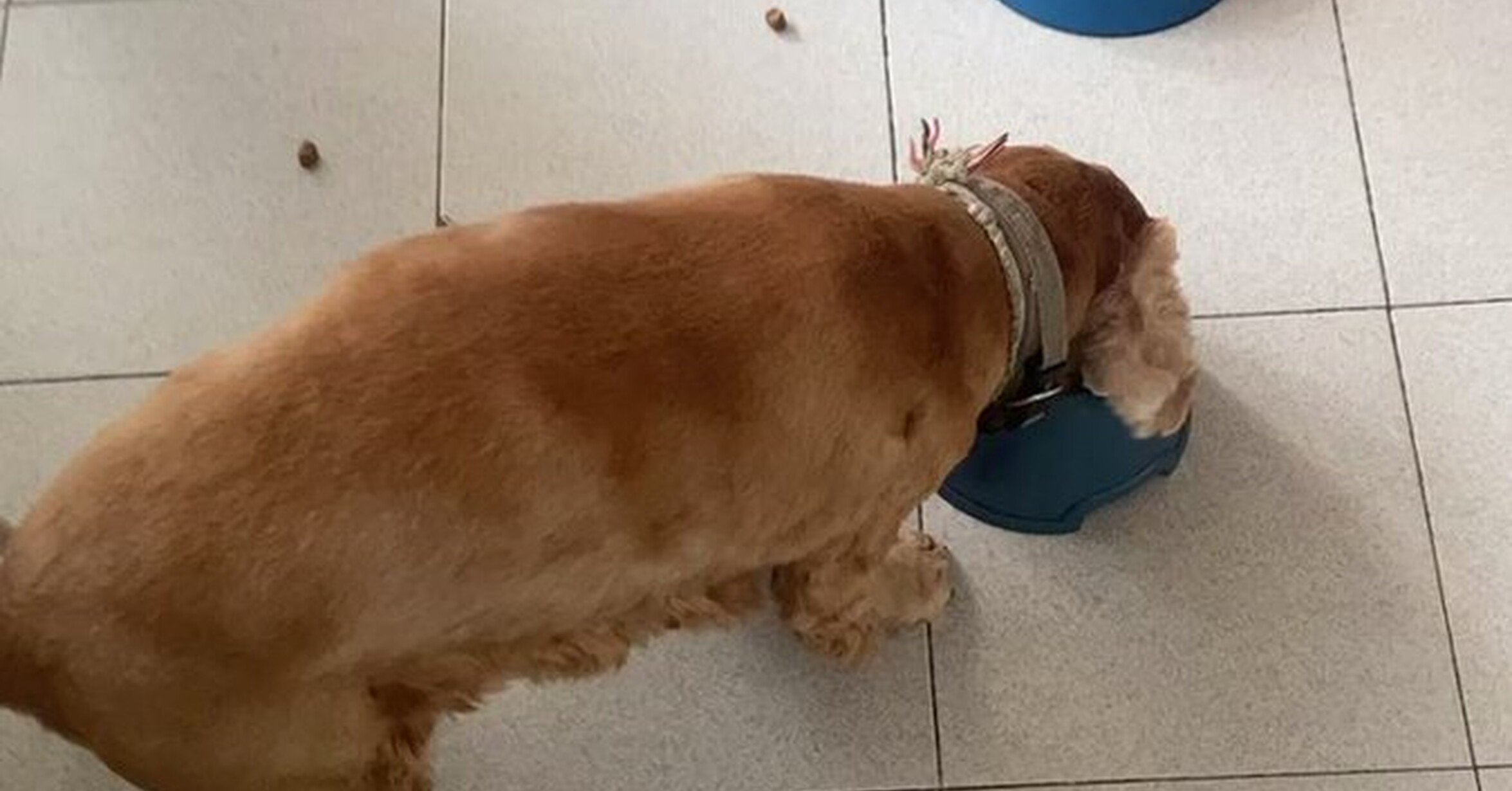 VEF > Visto en las Redes > El perro que duda si comer o ir a ver quién ...