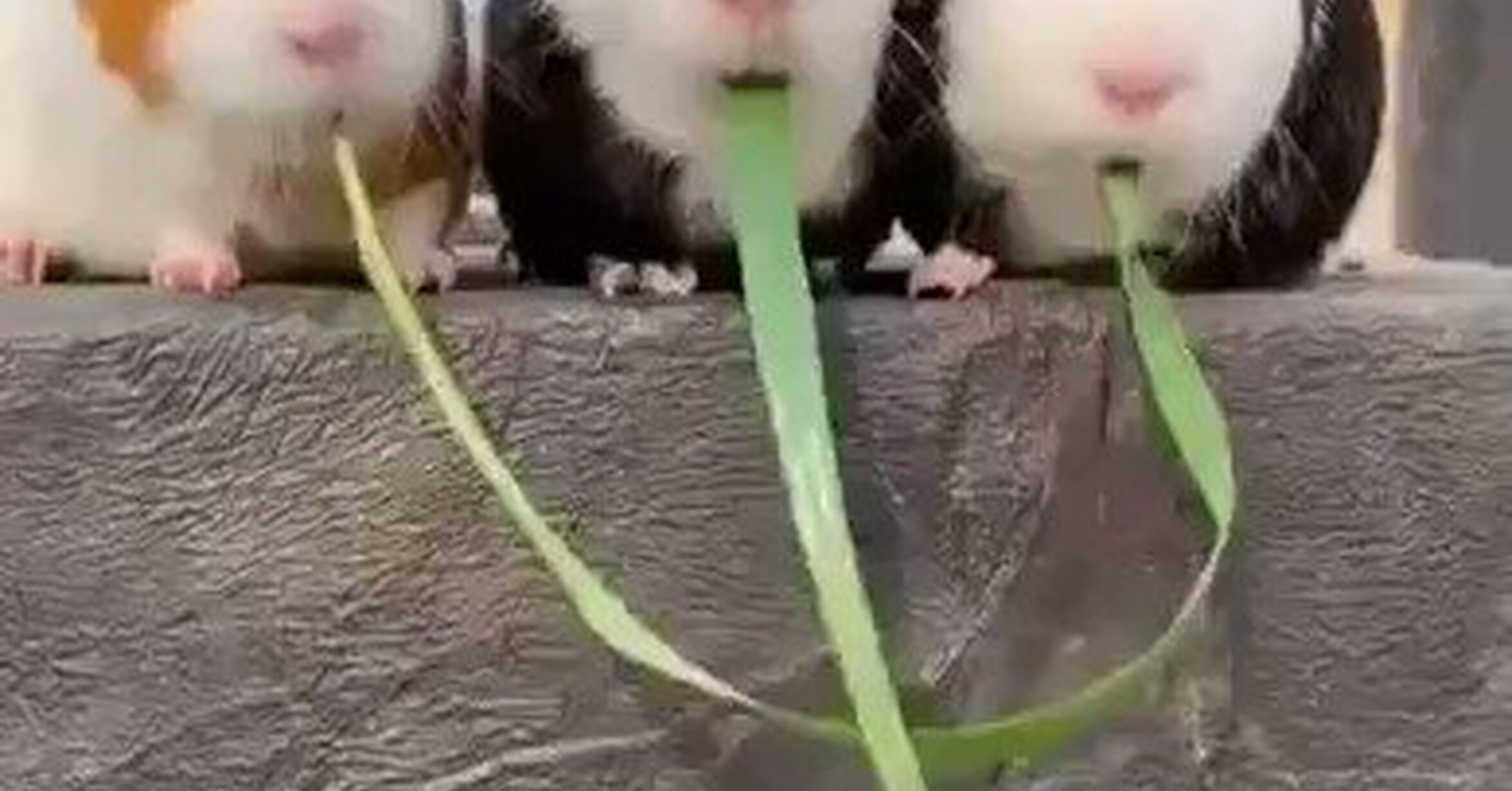 VEF > Visto en las Redes > La cobaya más lista se lleva el bote, por ...