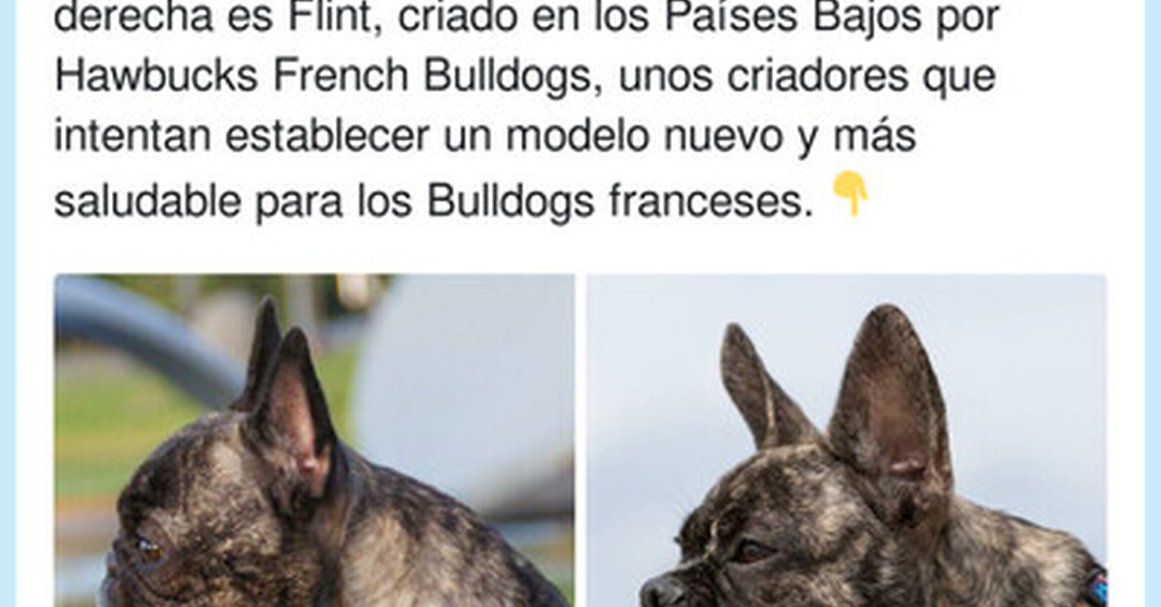 VEF > Visto en las Redes > Por fin alguien piensa en los perros y no en ...