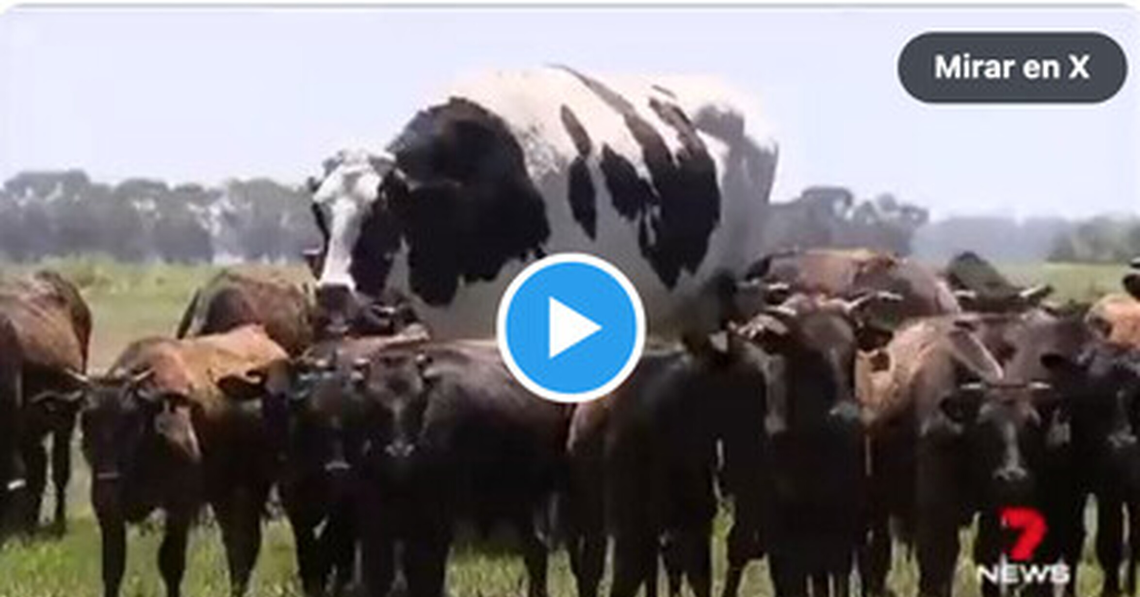 VEF > Visto en las Redes > Esta vaca gigante en Australia que mide 1,94 ...