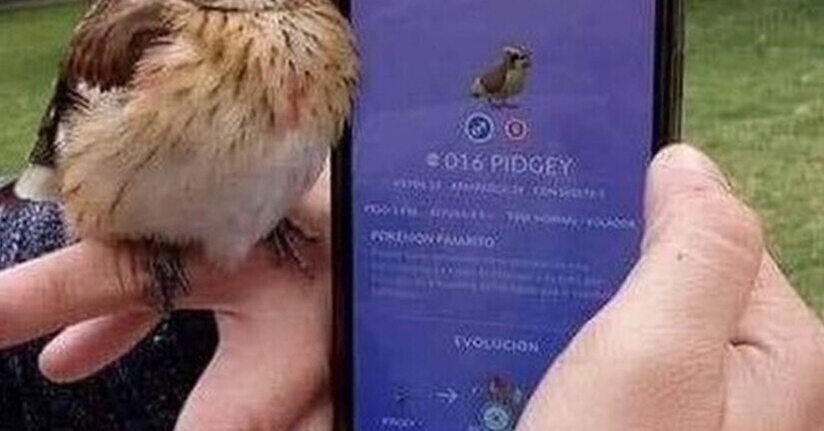 Cuando capturas un pidgey en la vida real.