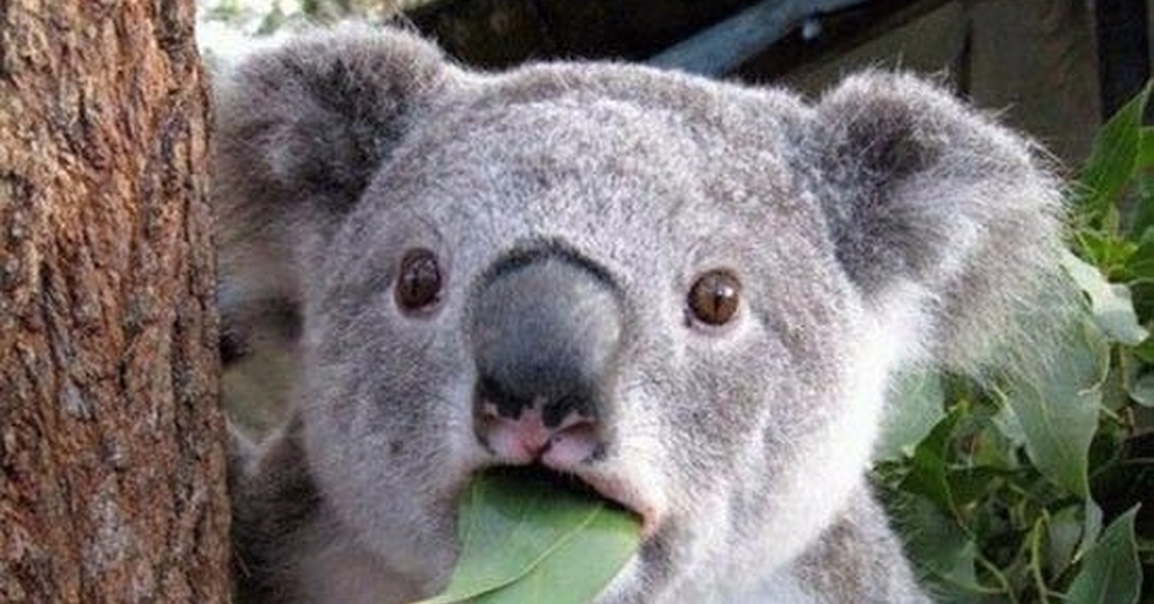 Cuánto cabrón / El koala más perplejo que he visto nunca, y con razón