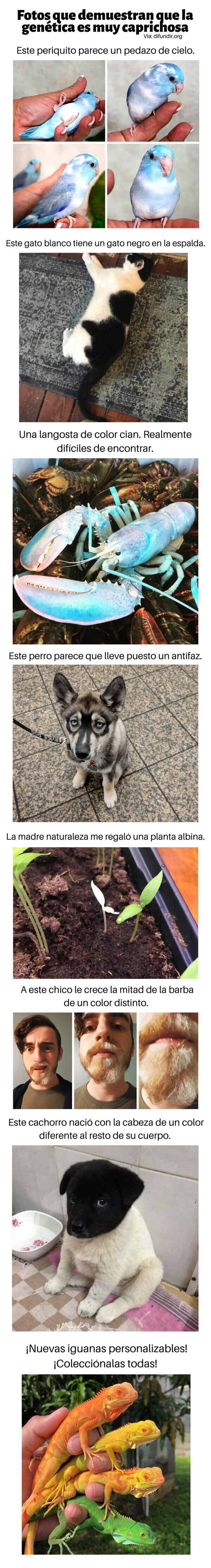 Fotos que demuestran que la genética es muy caprichosa : r/SpanishMeme