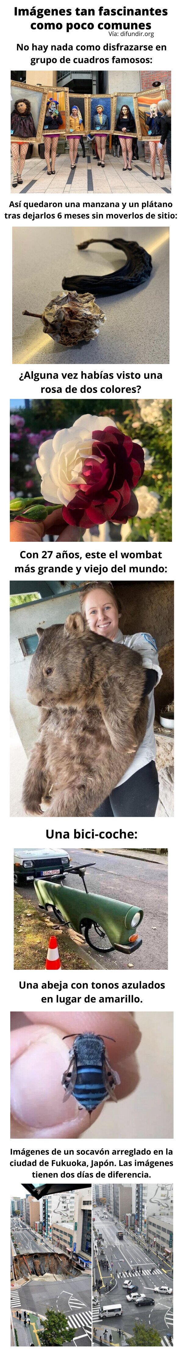 Imágenes tan fascinantes como poco comunes : r/SpanishMeme